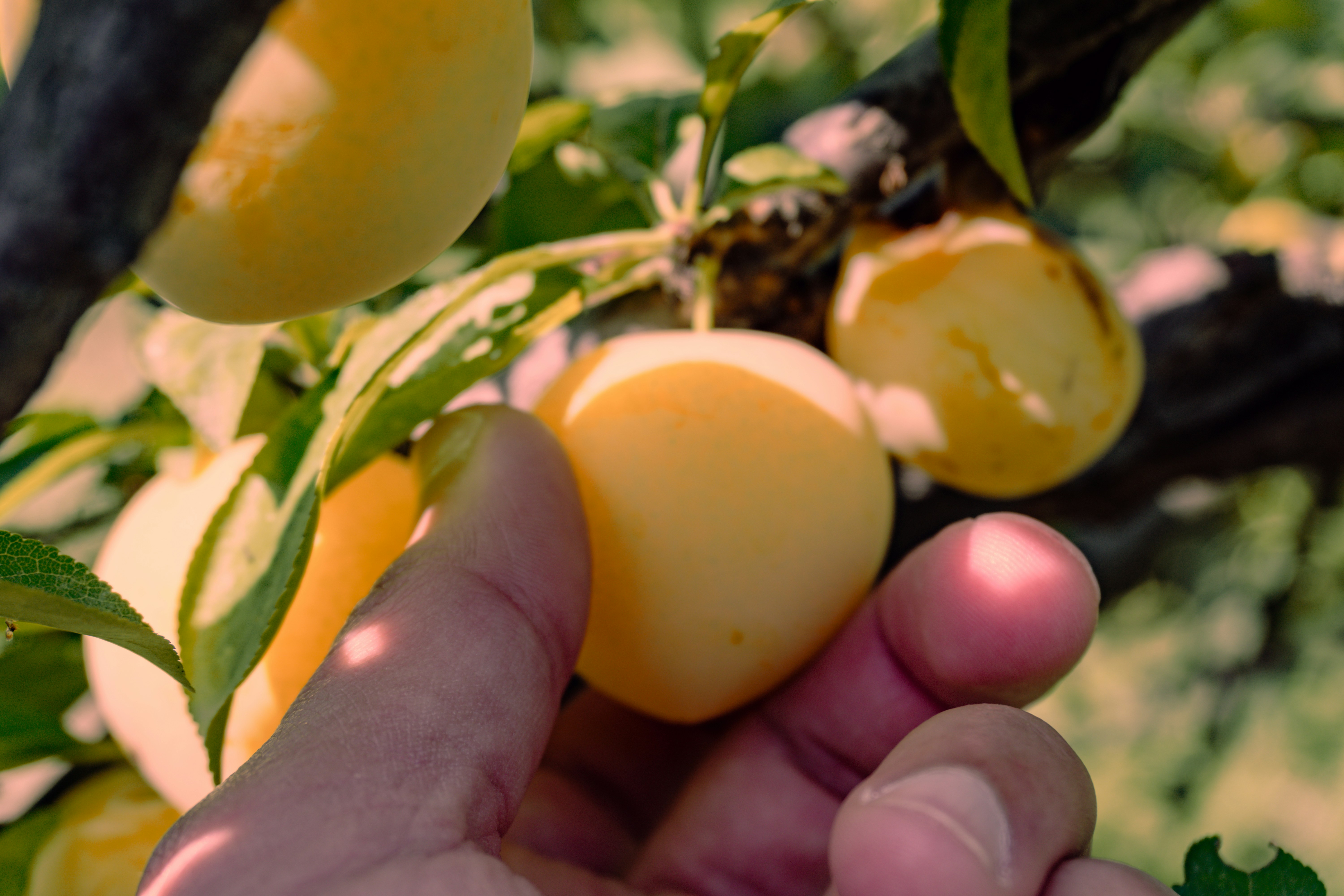 Cradled Apricot in Dappled Orchard Light