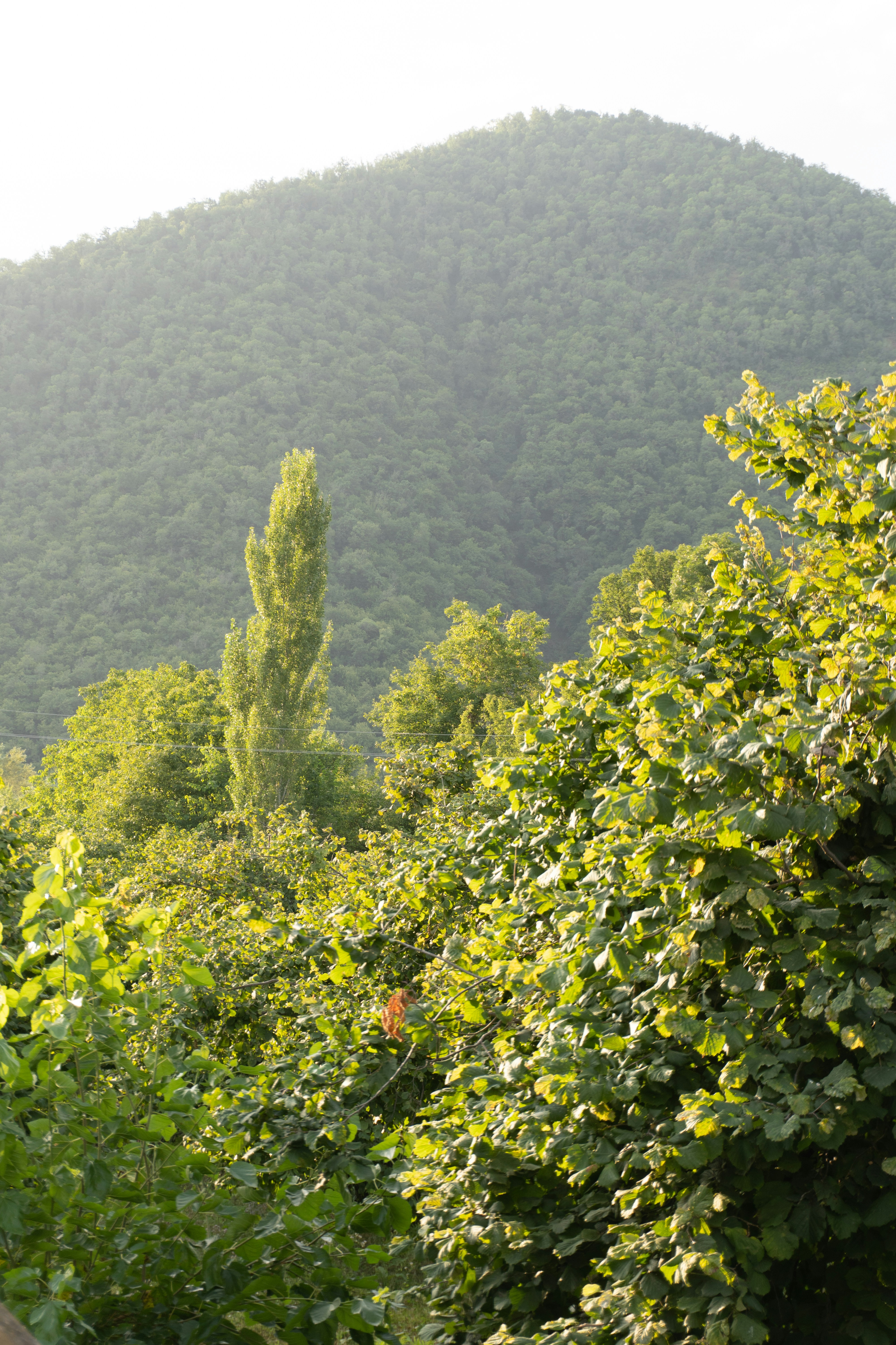 Emerald Canopy Embracing the Mountainside