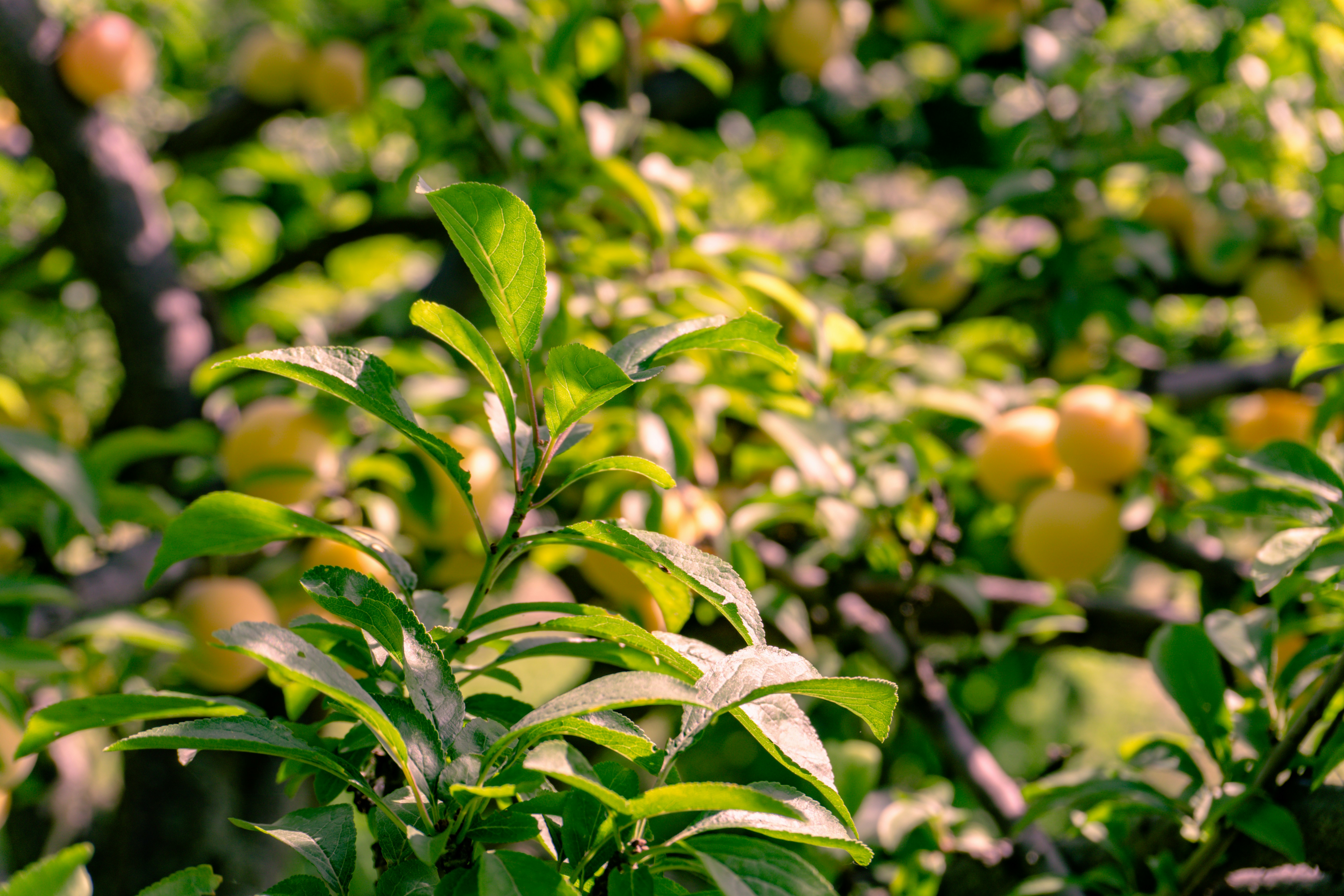 Sunlit Apricots and Green Canopy: An Intimate Orchard Moment