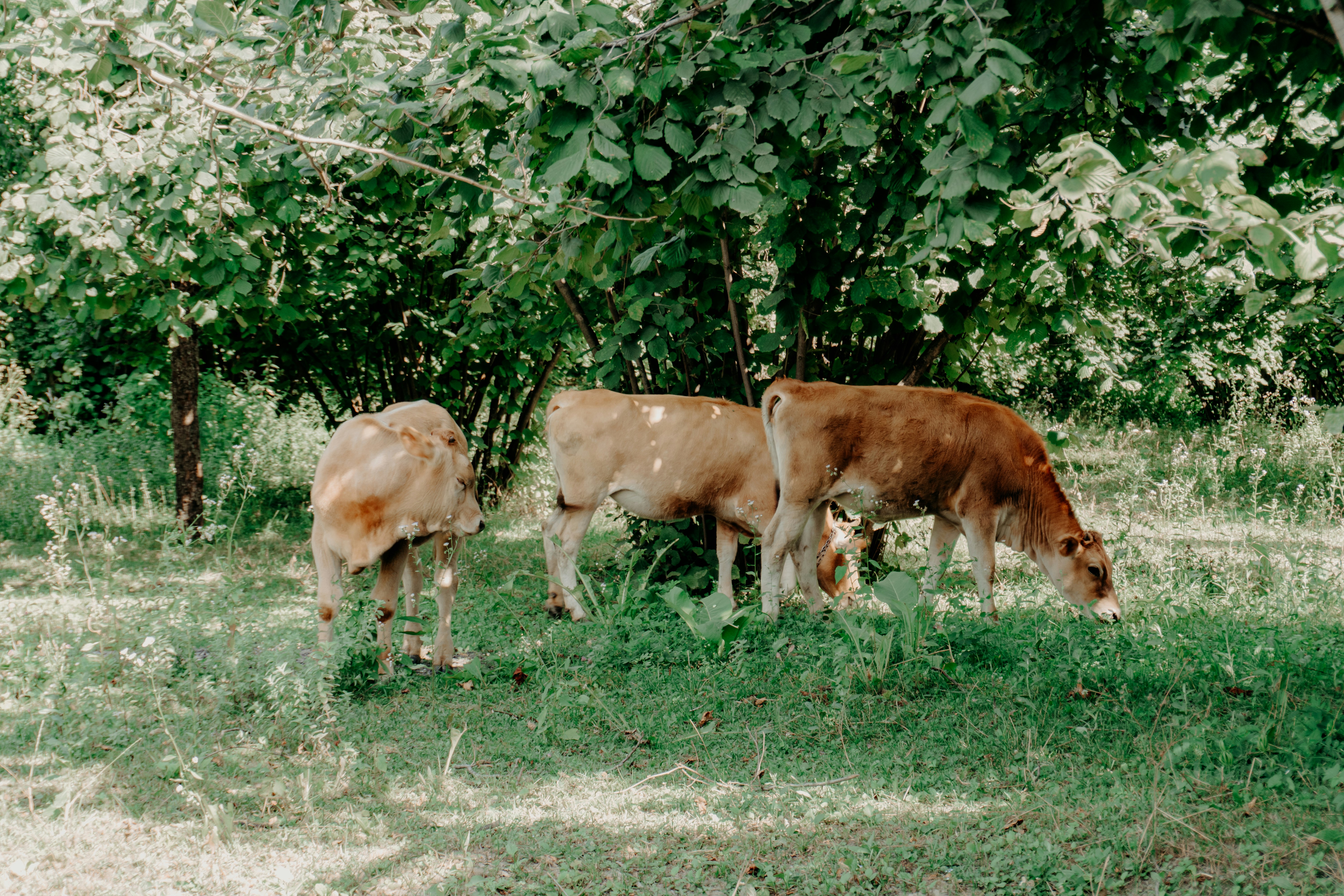 Three brown cows grazing peacefully in a lush green pasture surrounded by trees.