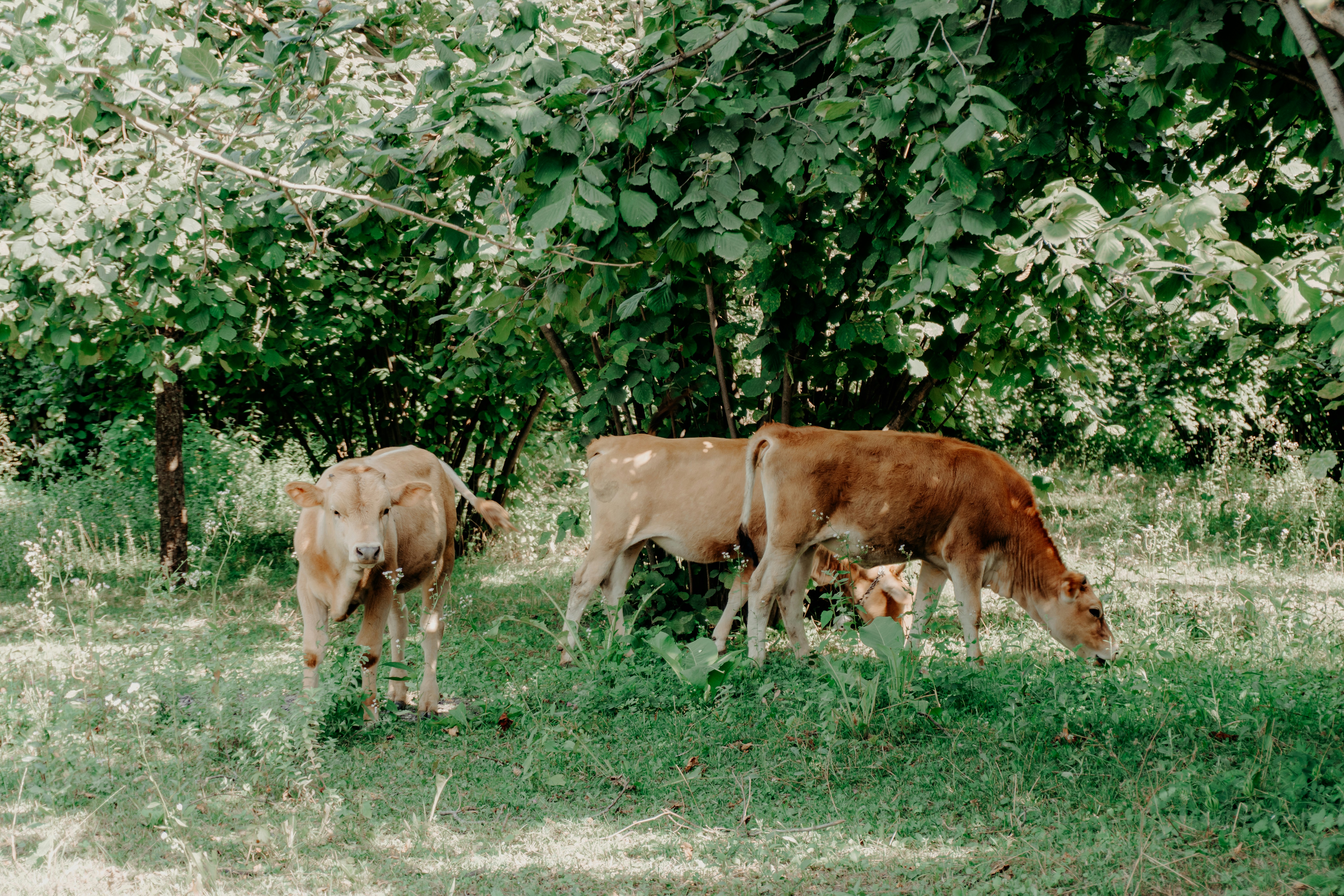 Grazing Trio Under a Leafy Canopy