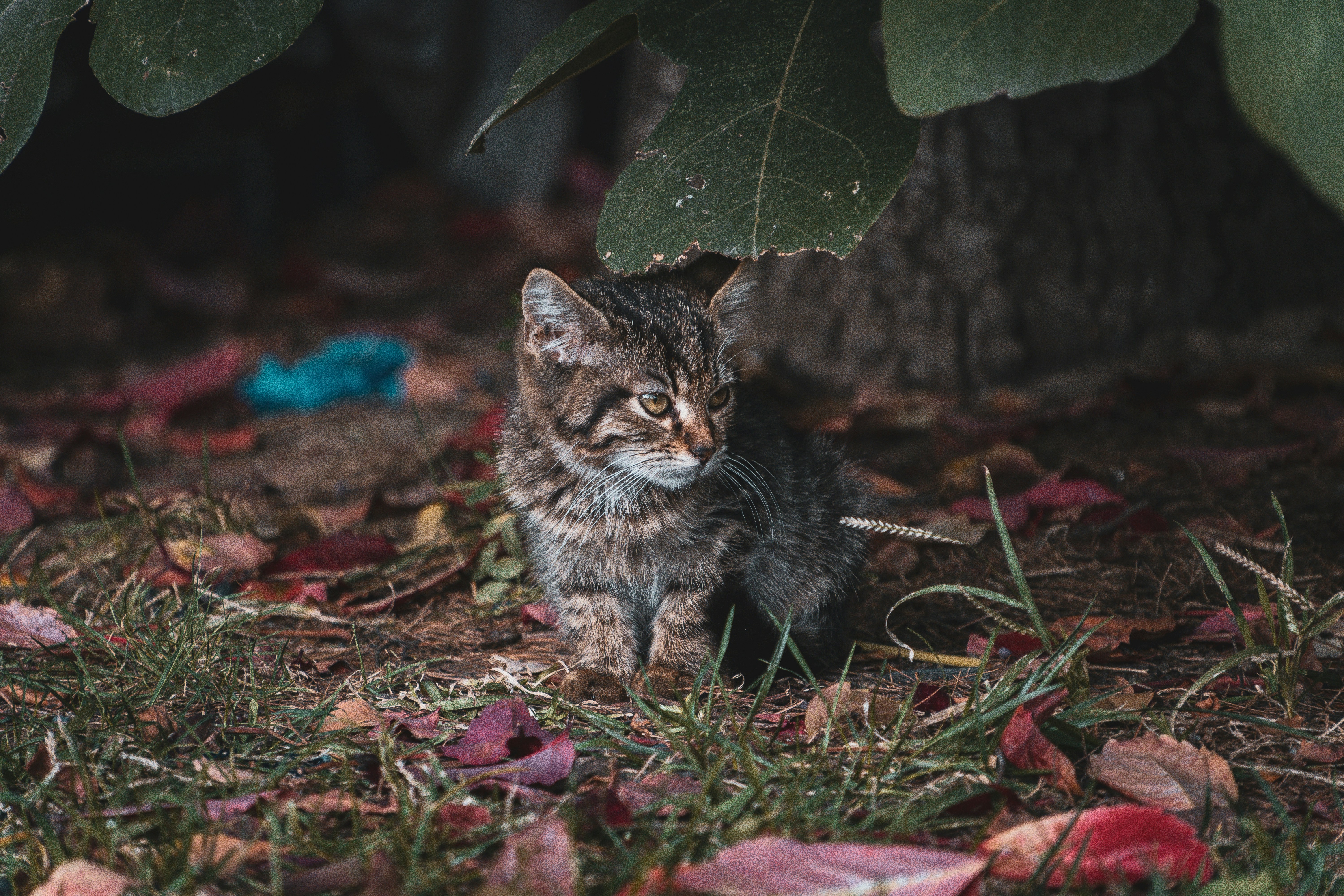 Whiskers Amongst Autumn Leaves