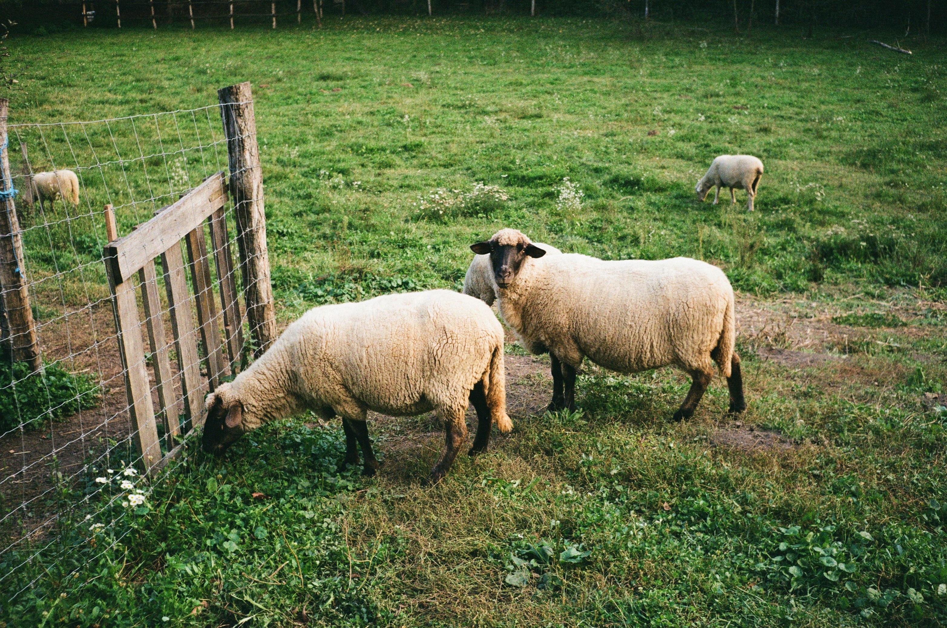 Photo by Regös Környei with Olympus Trip 35