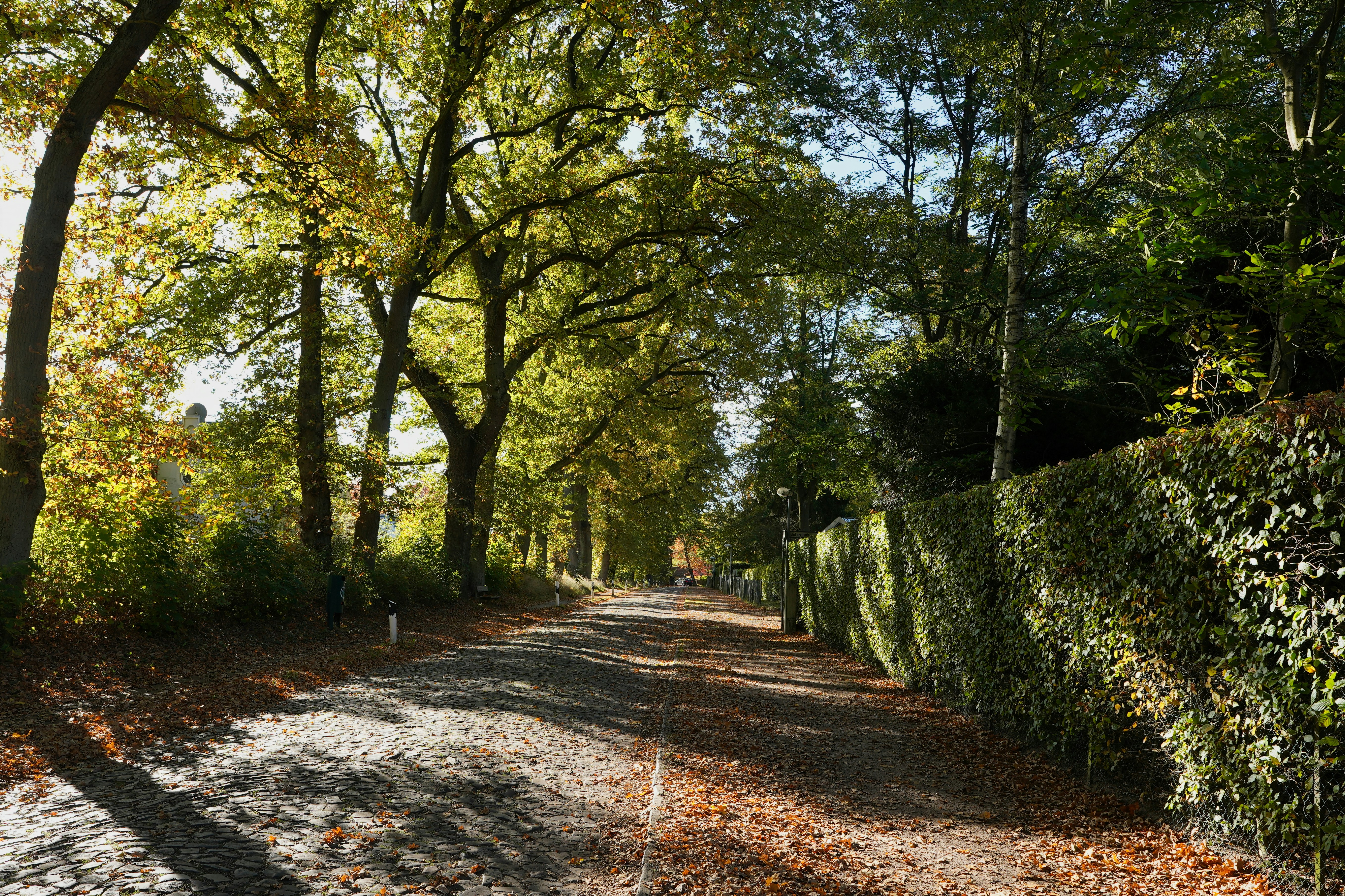 Tree-lined path with autumn leaves on the ground