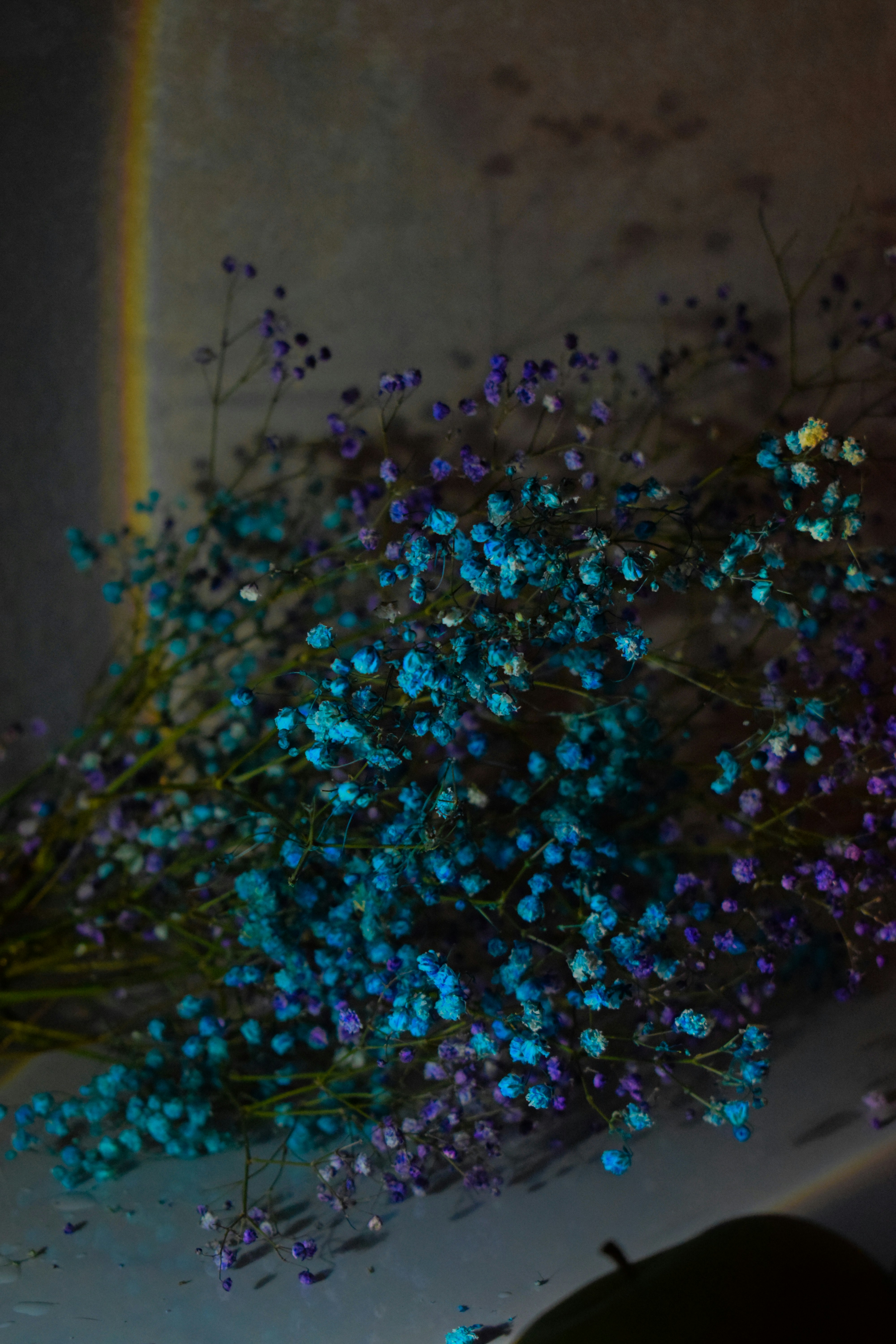 Vibrant blue and purple flowers arranged against a softly lit background, creating a serene and artistic composition.