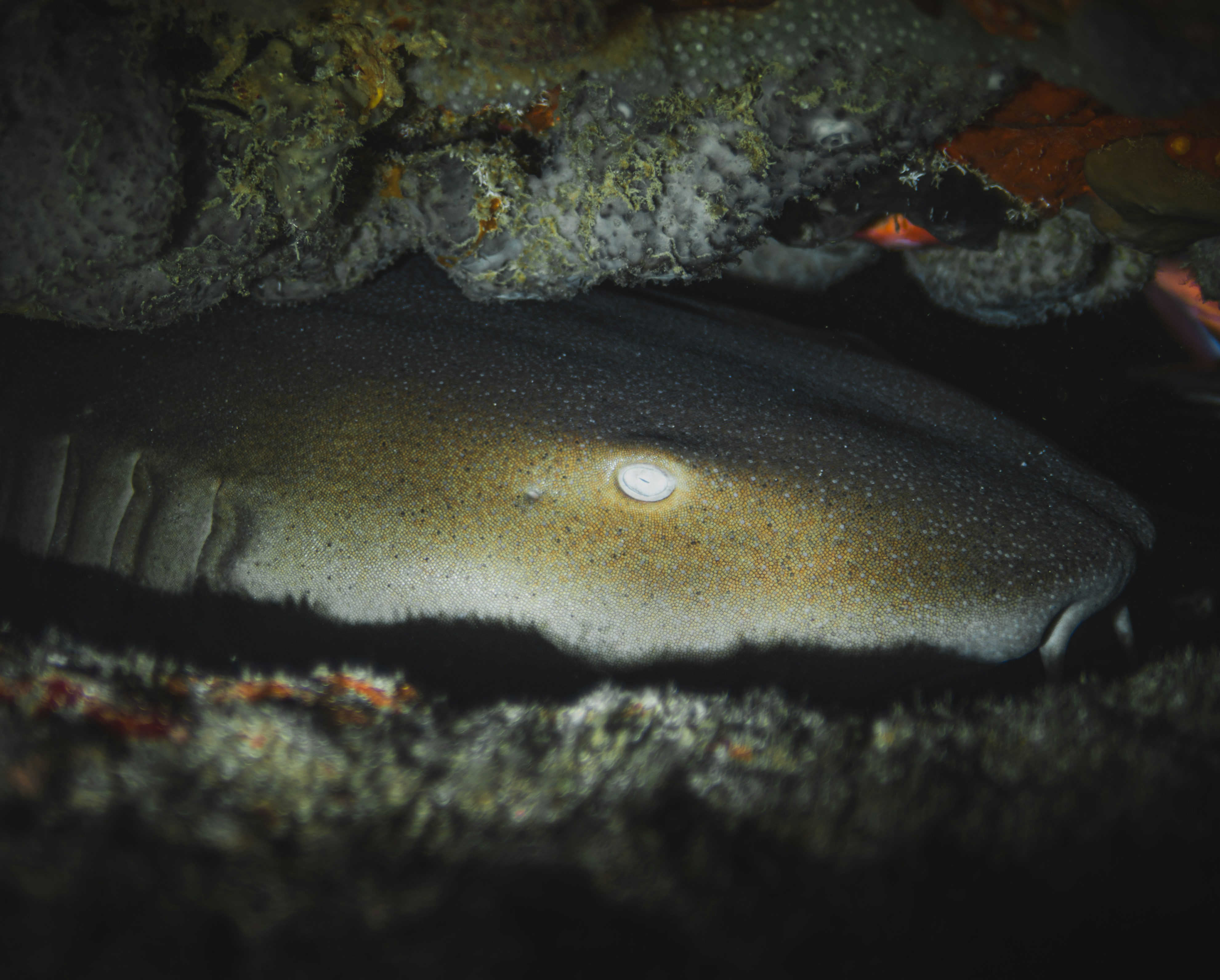 Secrets of the Reef: A Shark's Lair