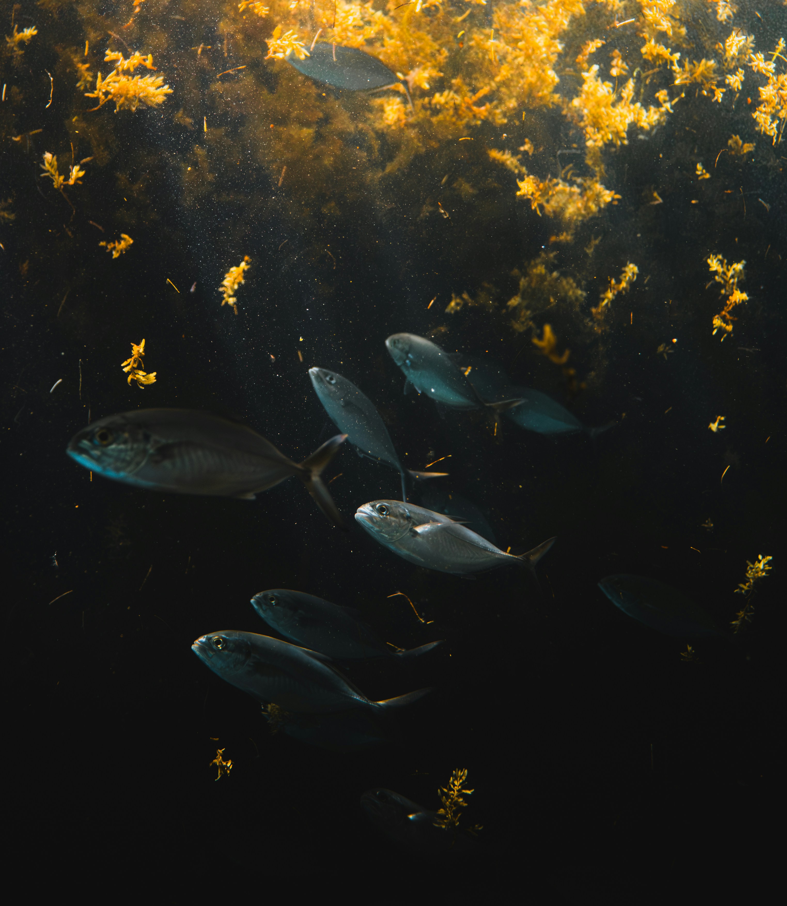 Shadowed Currents: Silvery Fish Slip Through a Canopy of Golden Leaves