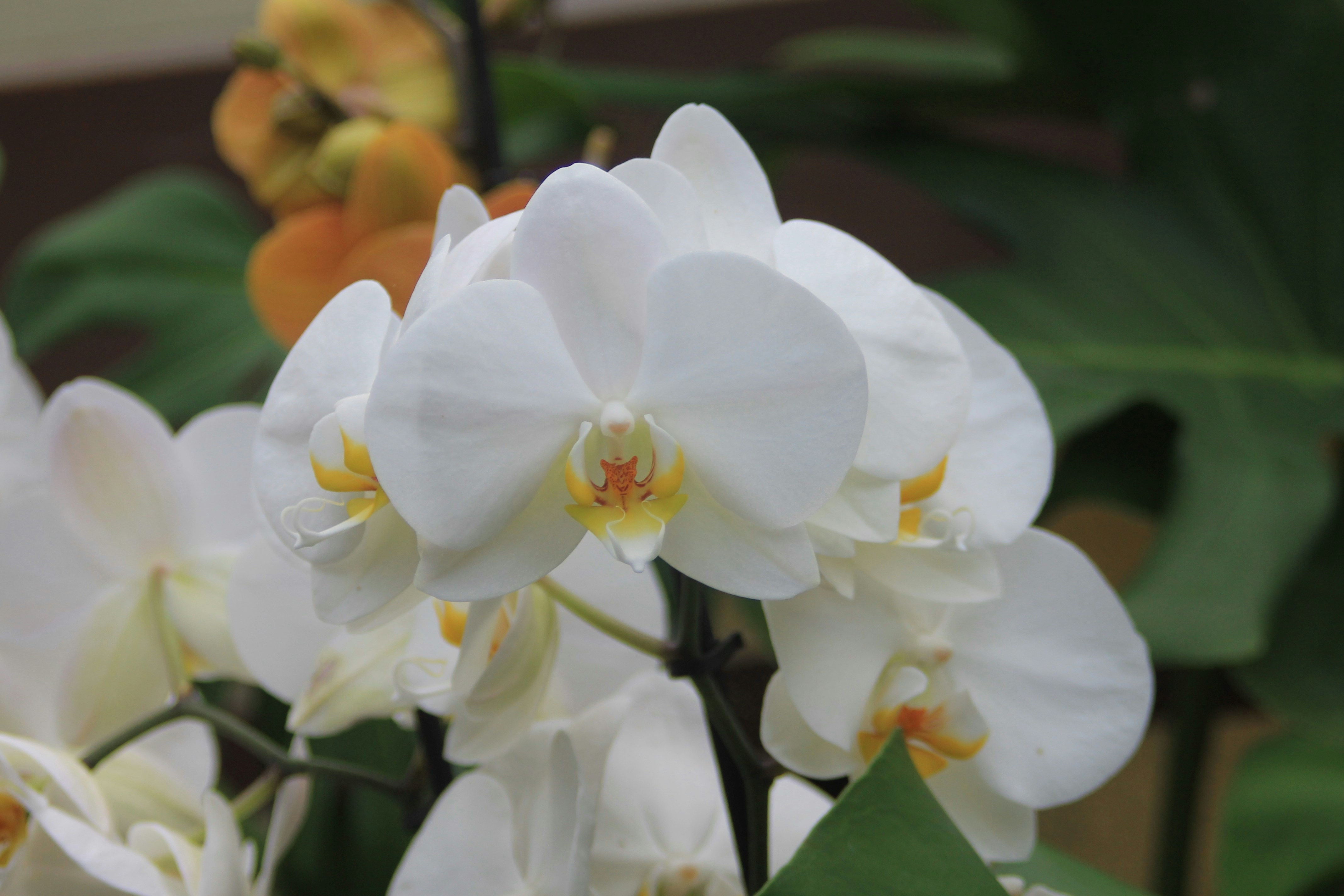 Delicate white orchids with subtle yellow accents, surrounded by lush green foliage.