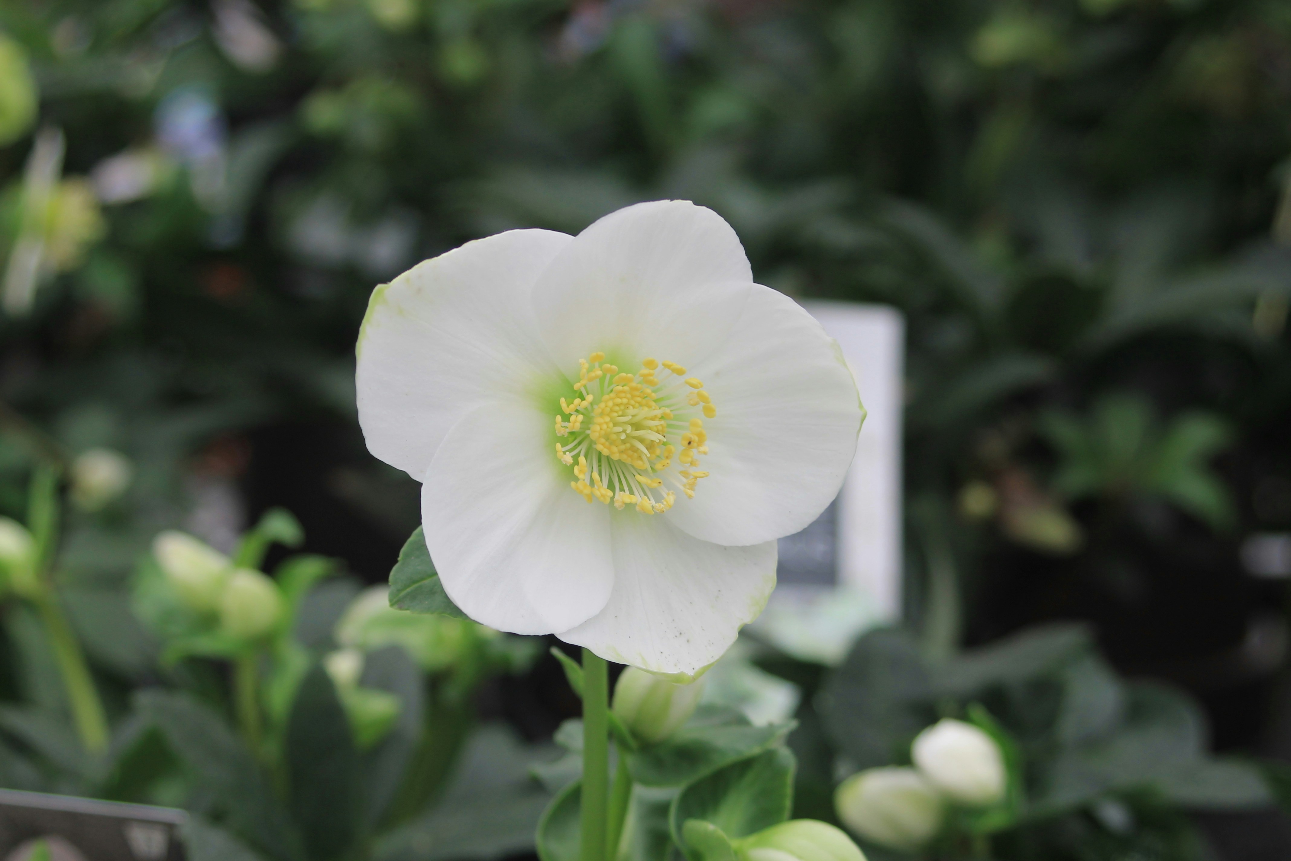 Elegance in Bloom: The Winter Rose