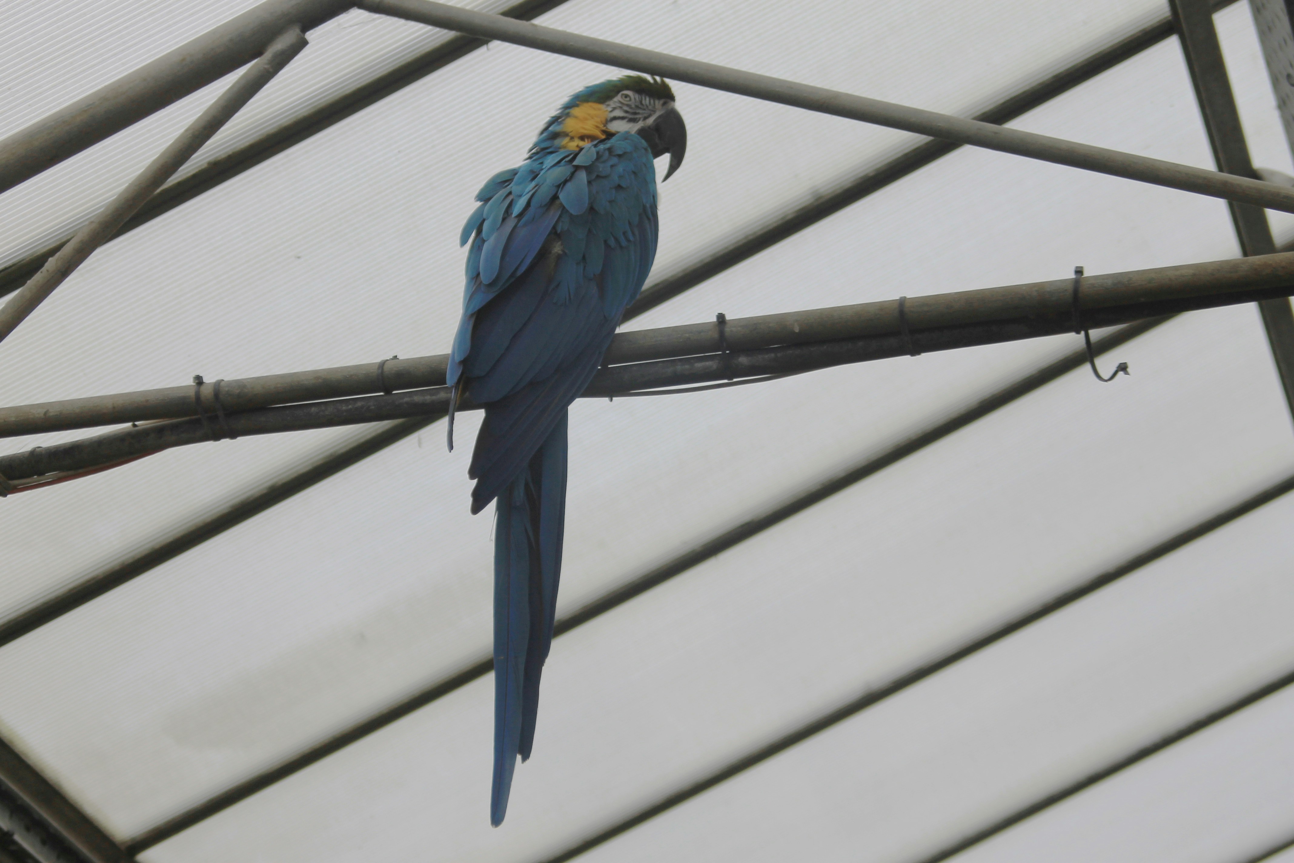 A Solitary Vibrance: The Blue Macaw's Quiet Perch
