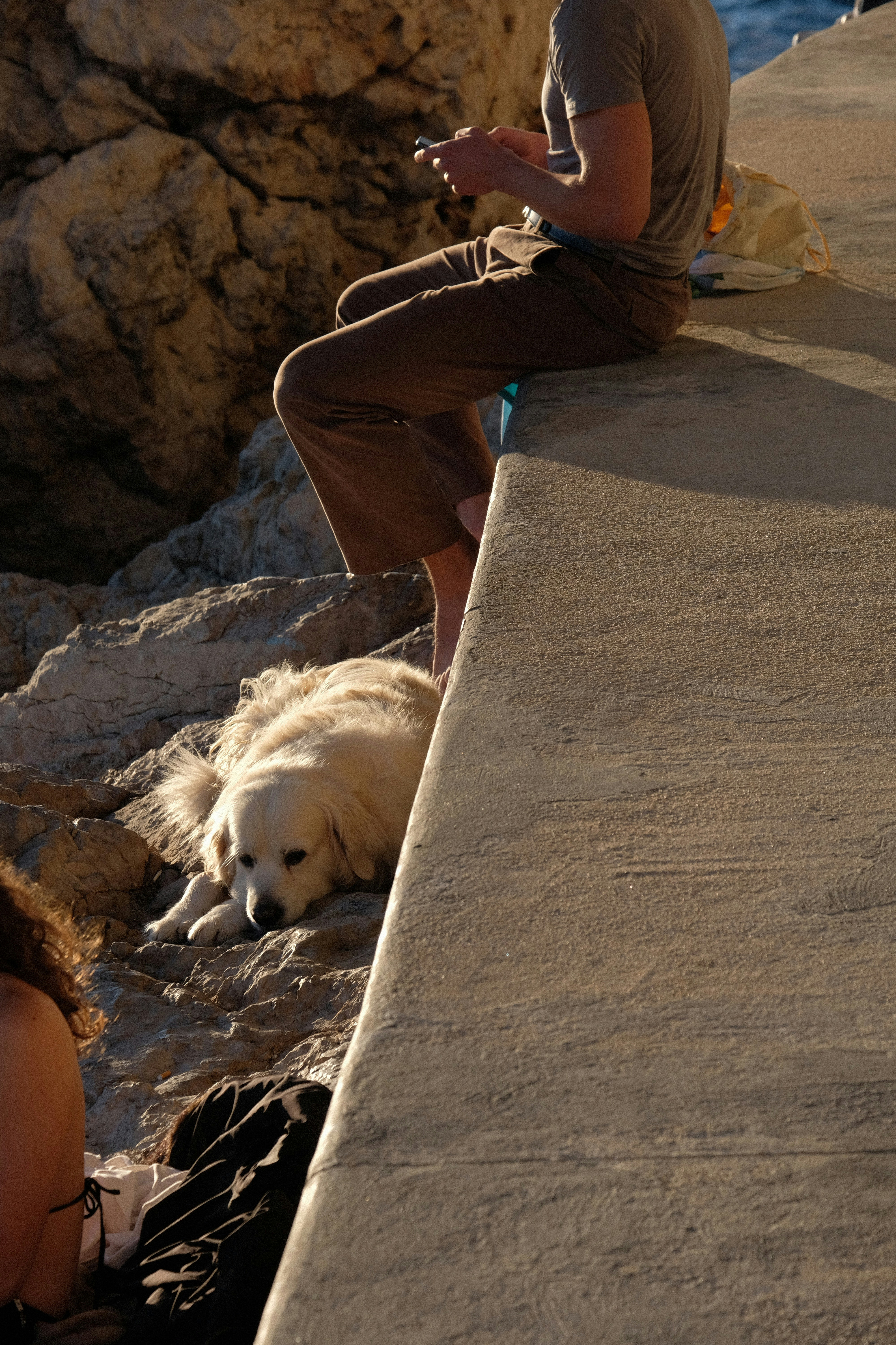 Tide's Edge Interlude: A Golden Retriever Resting by the Sea Wall