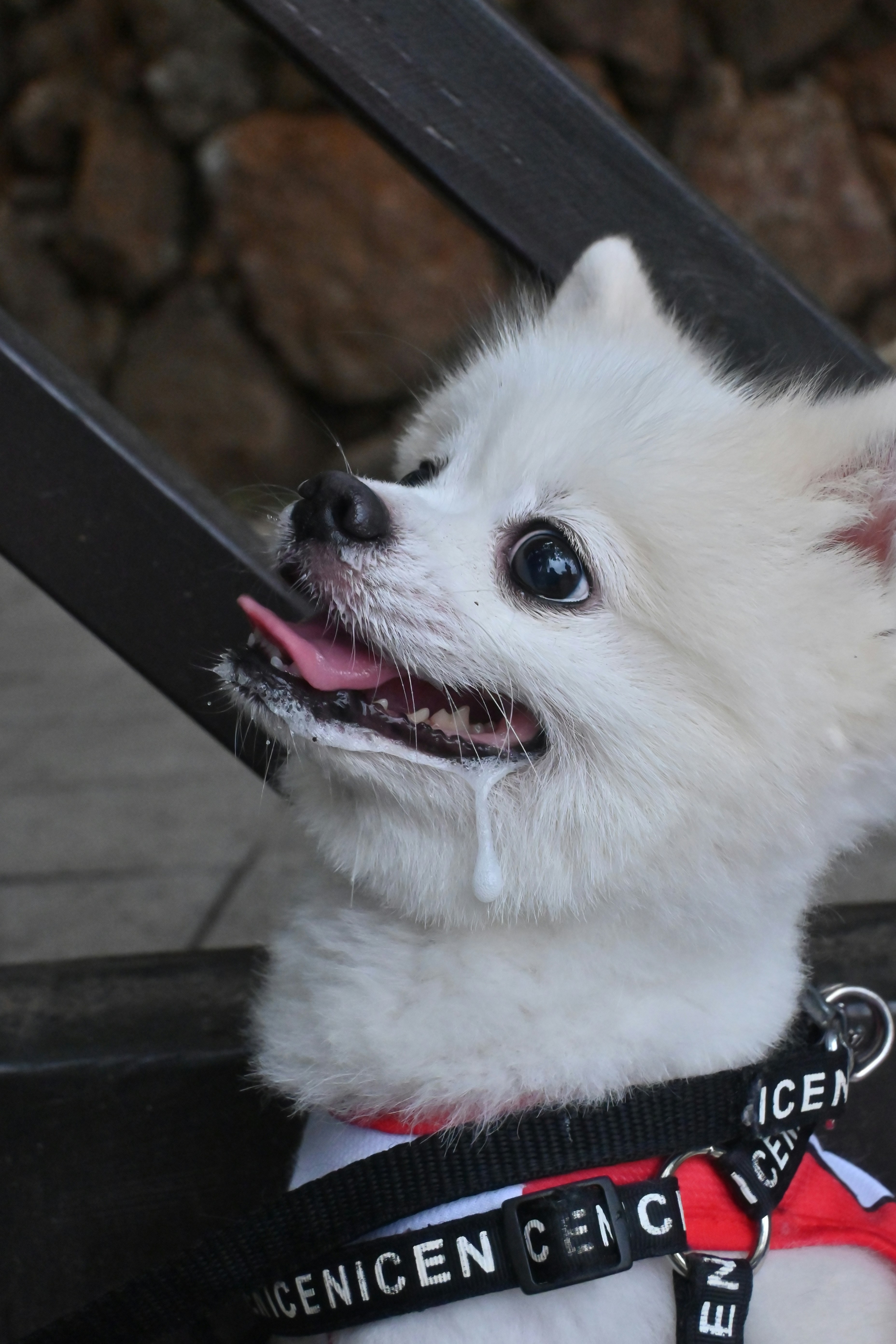 Joyful Whiskers: A Pomeranian's Delight