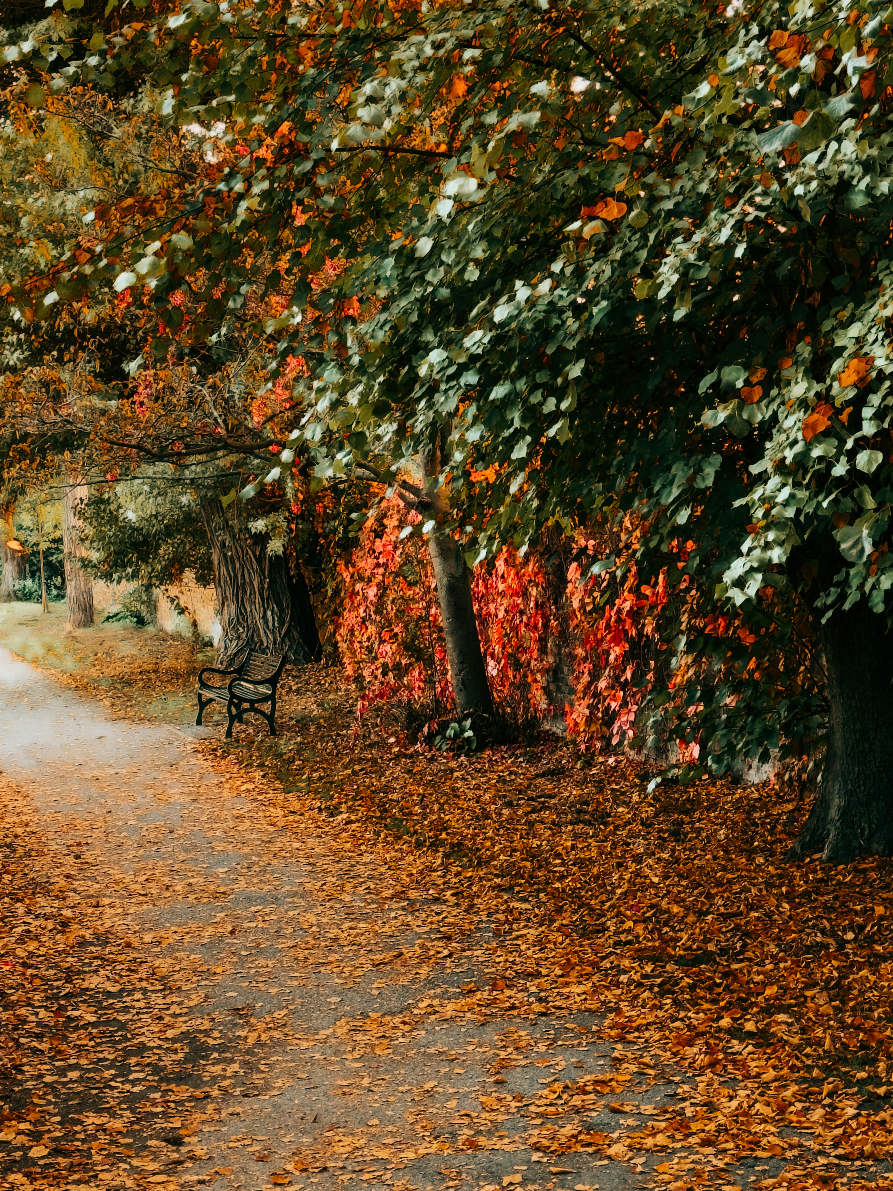 A tranquil pathway adorned with vibrant autumn leaves, flanked by lush trees and a solitary bench inviting reflection.
