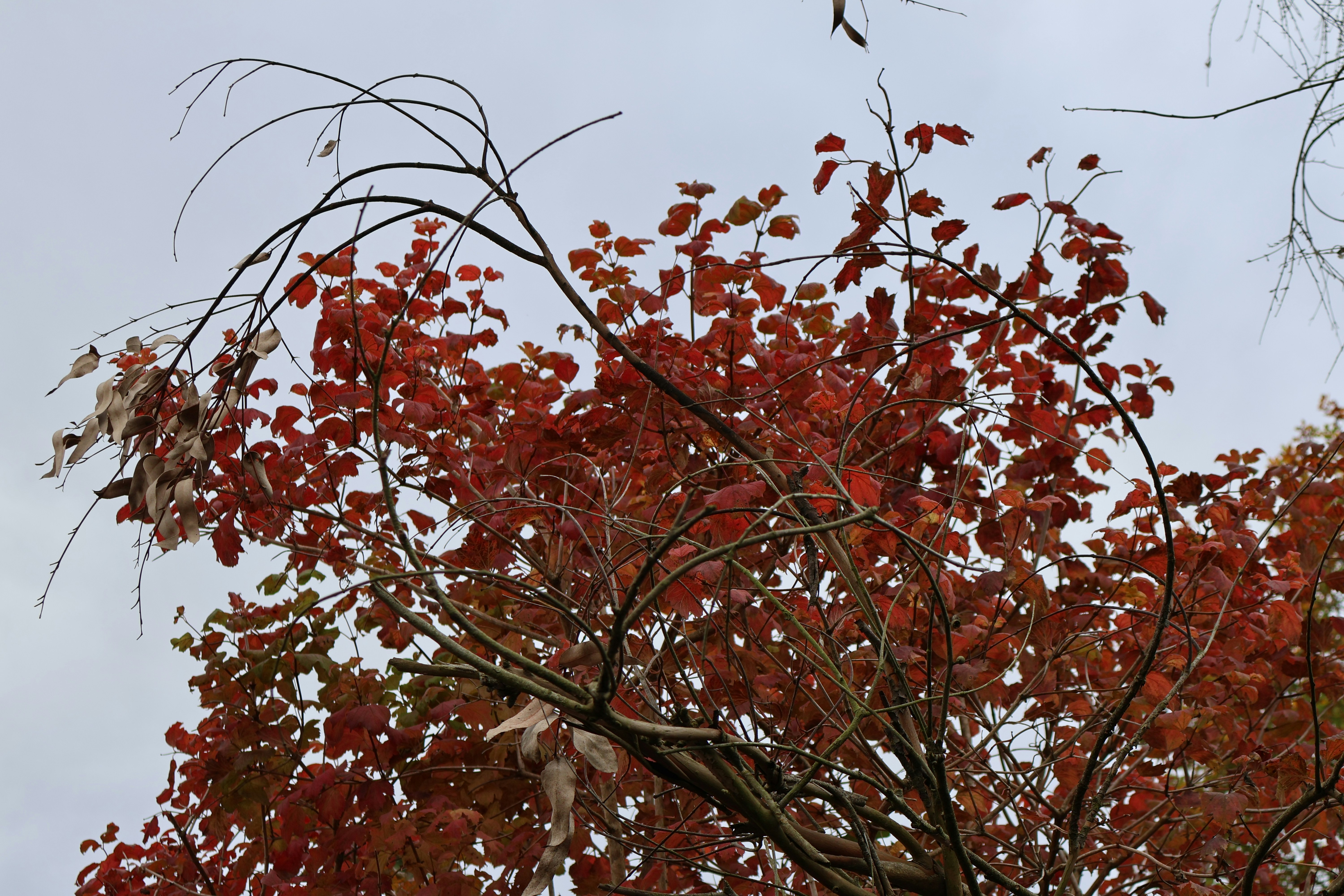 Photo by Tanya Barrow with Canon EOS R50