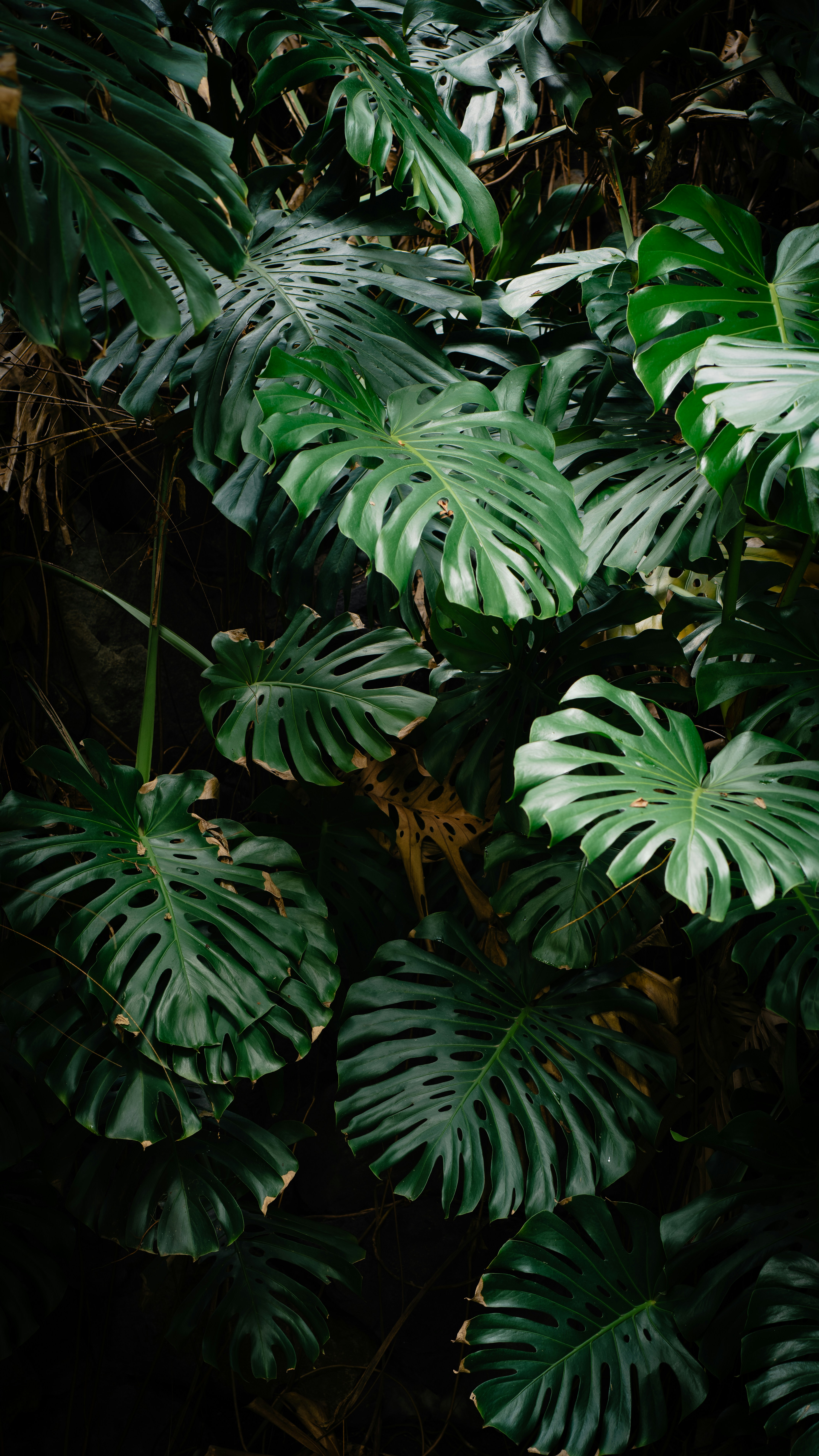 Sample photo from Hasselblad X2D II 100C