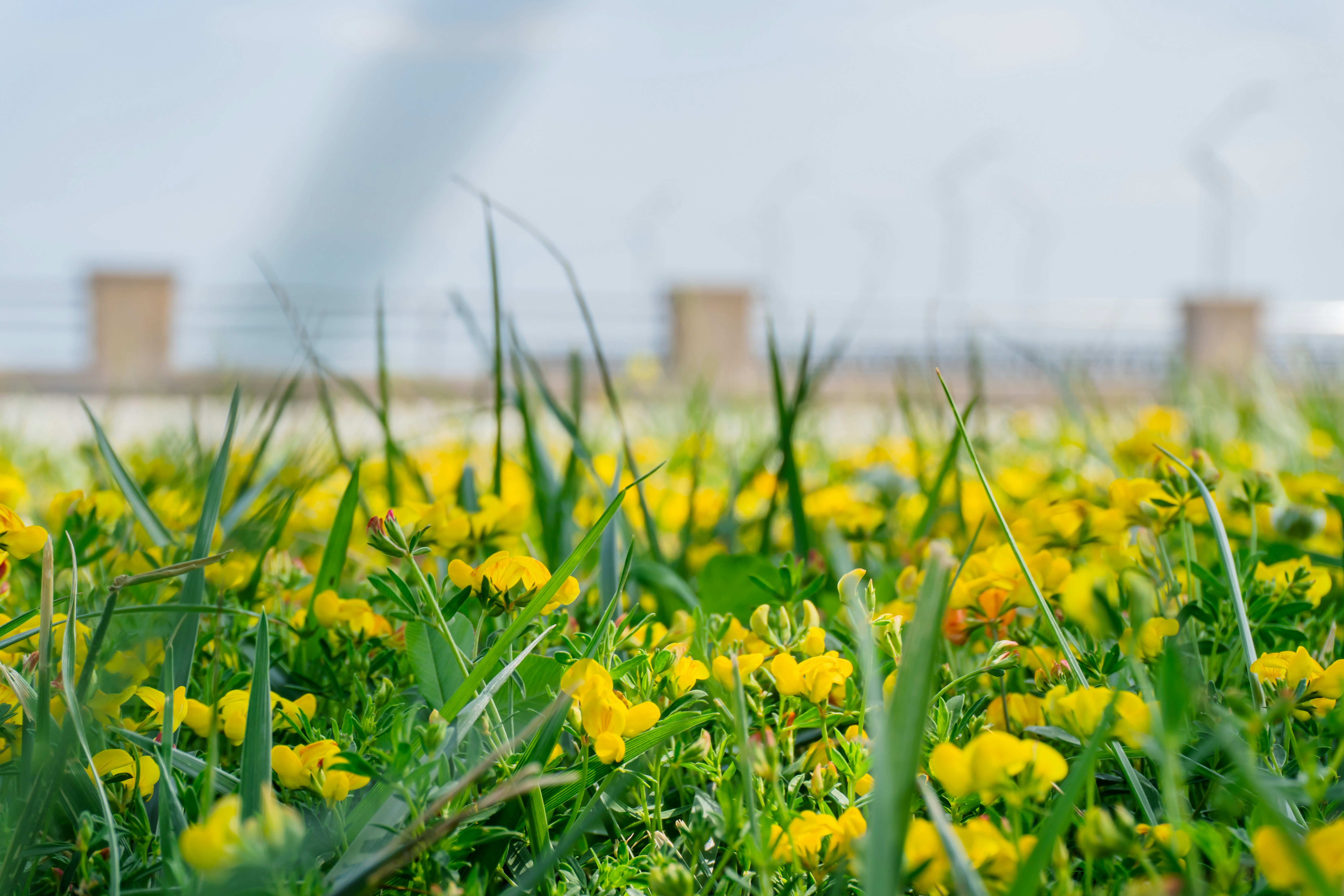 Canary Blossoms at the Edge of the City