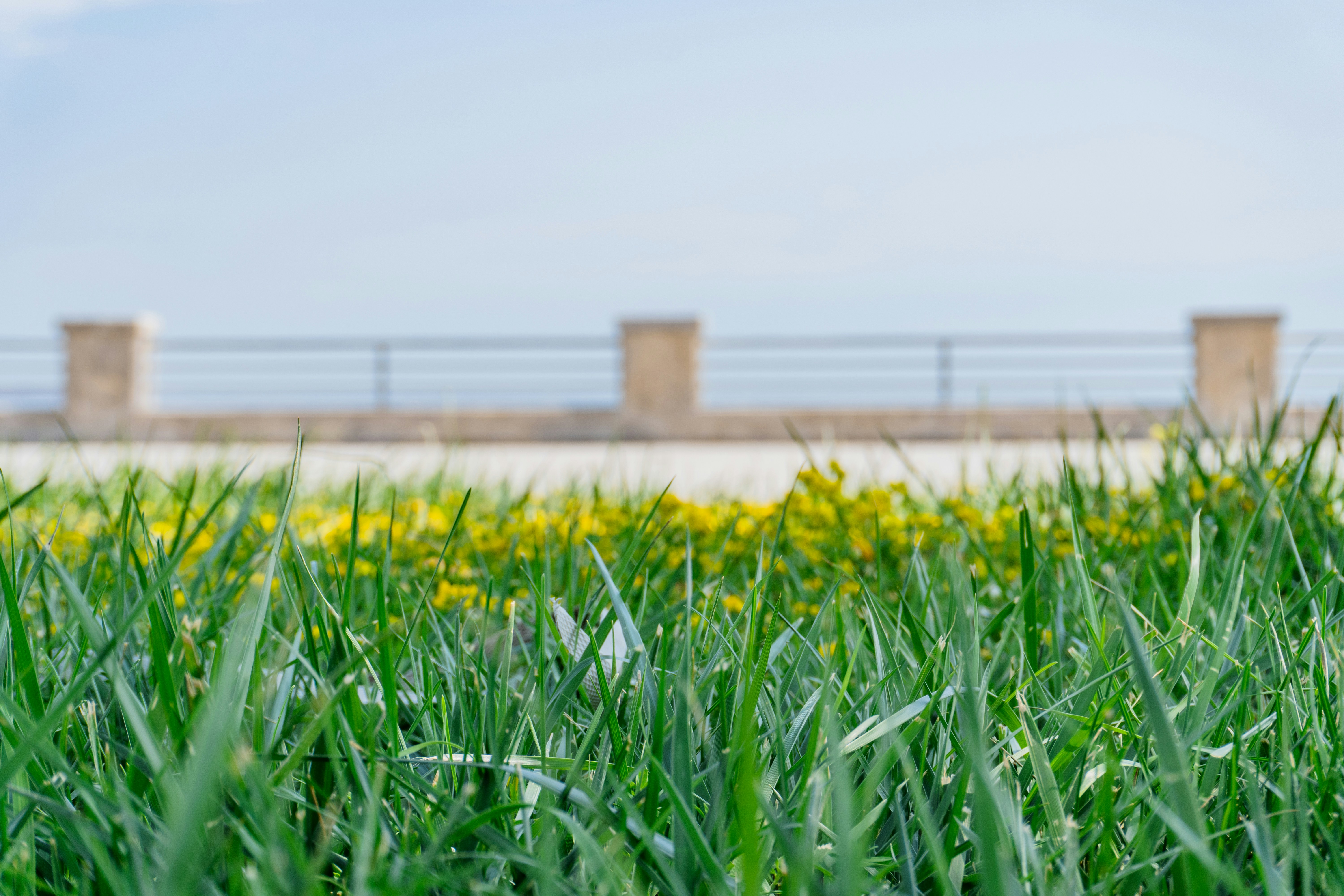 Ground-Level Green: Grass in Focus, Sea and Rail in Soft Blur