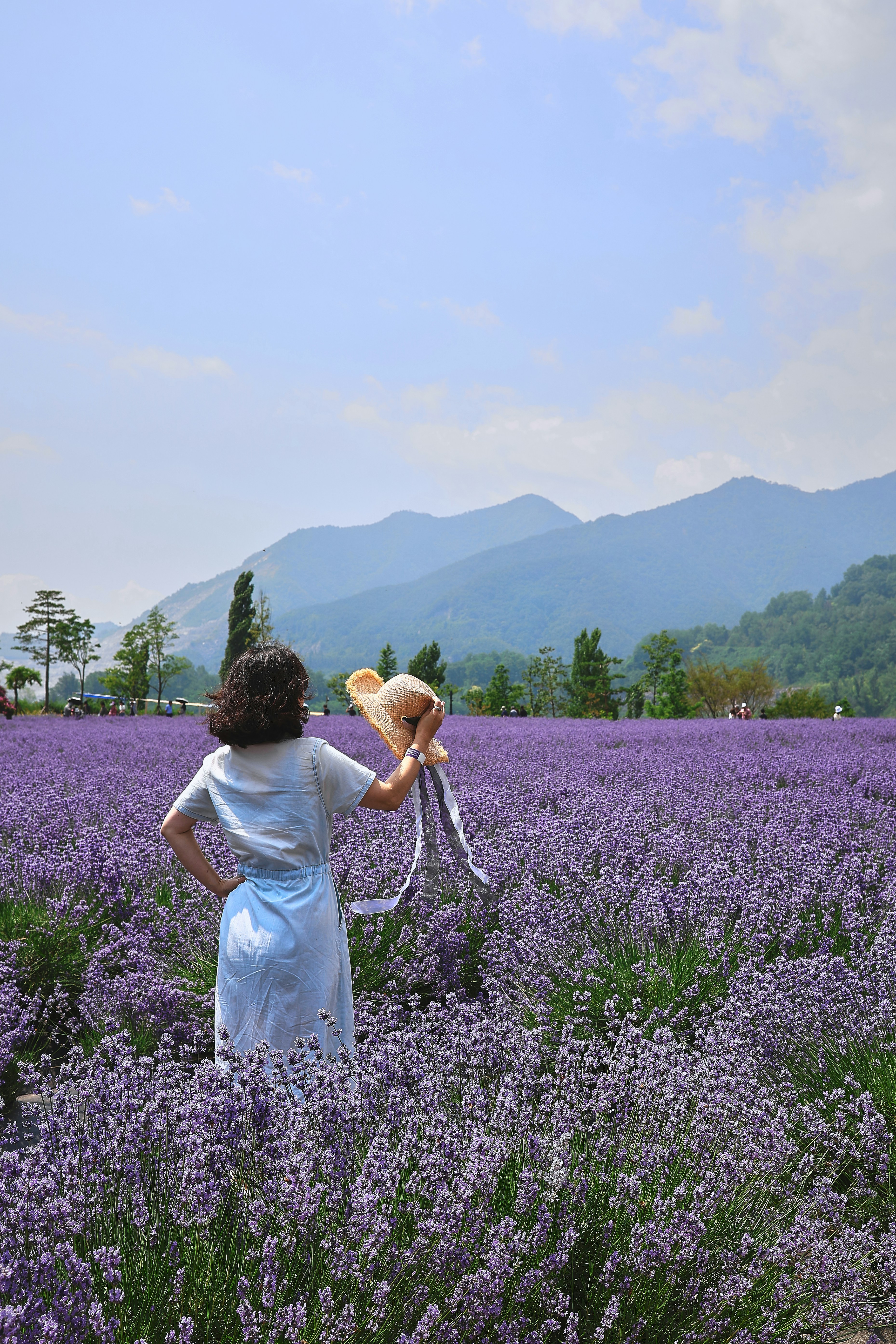 Whispers of Lavender Dreams