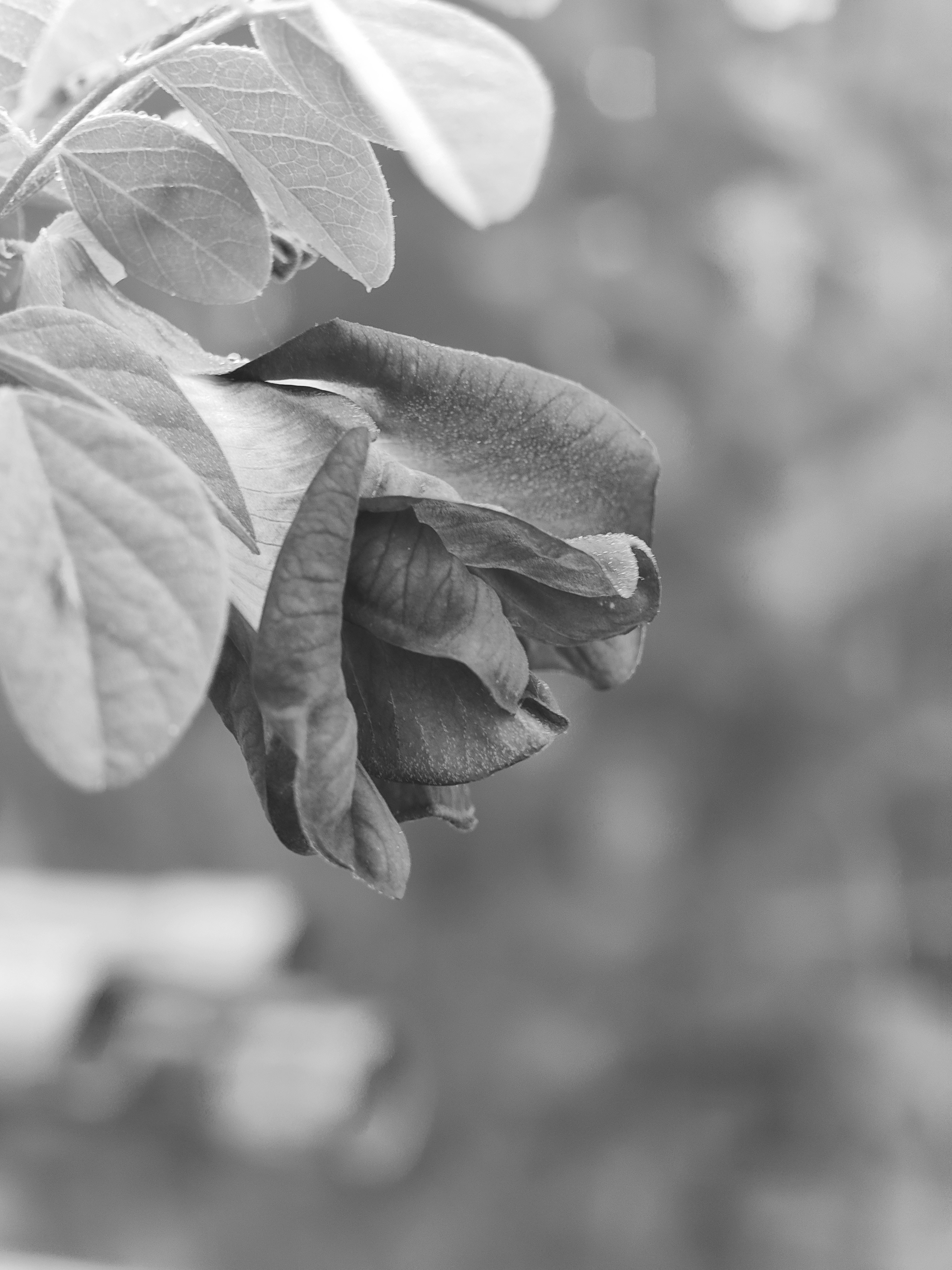 Sample photo from Nothing Phone 3a Pro