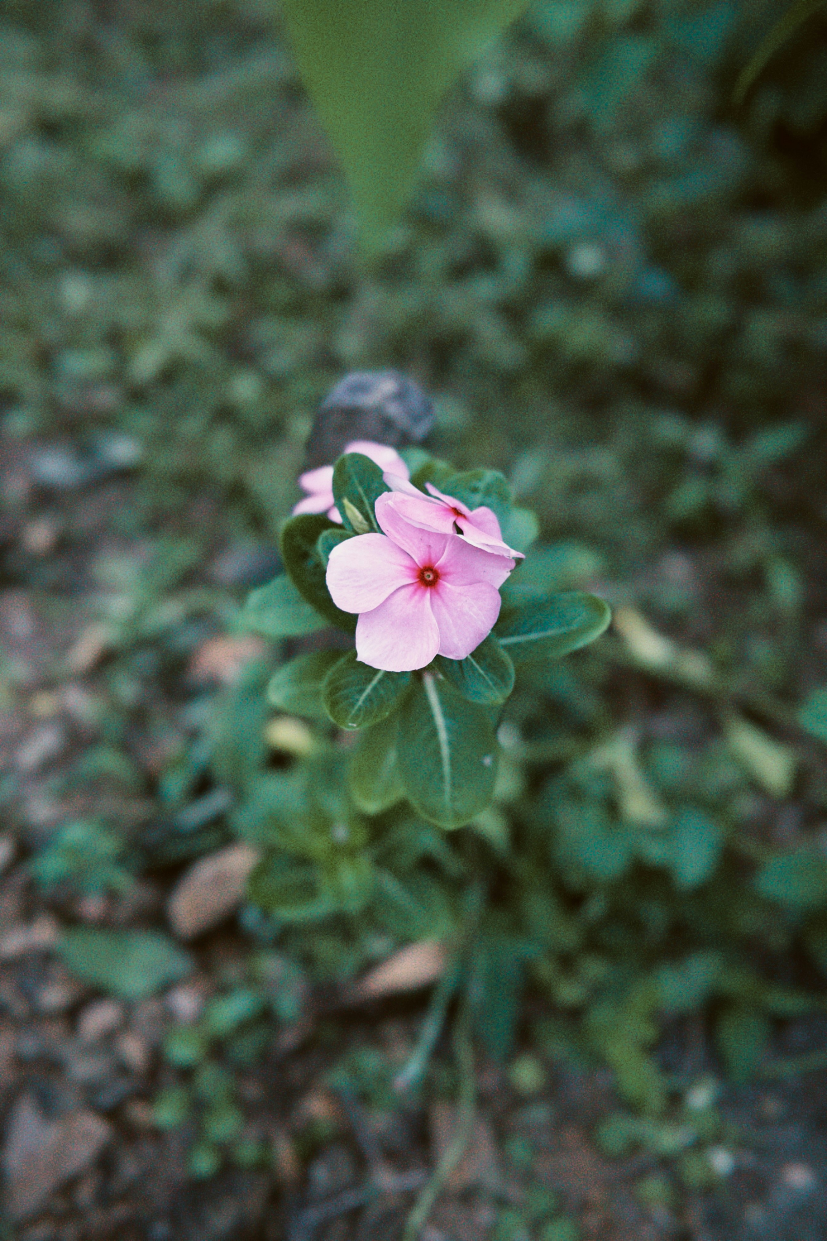 Whispers of Spring: A Floral Encounter