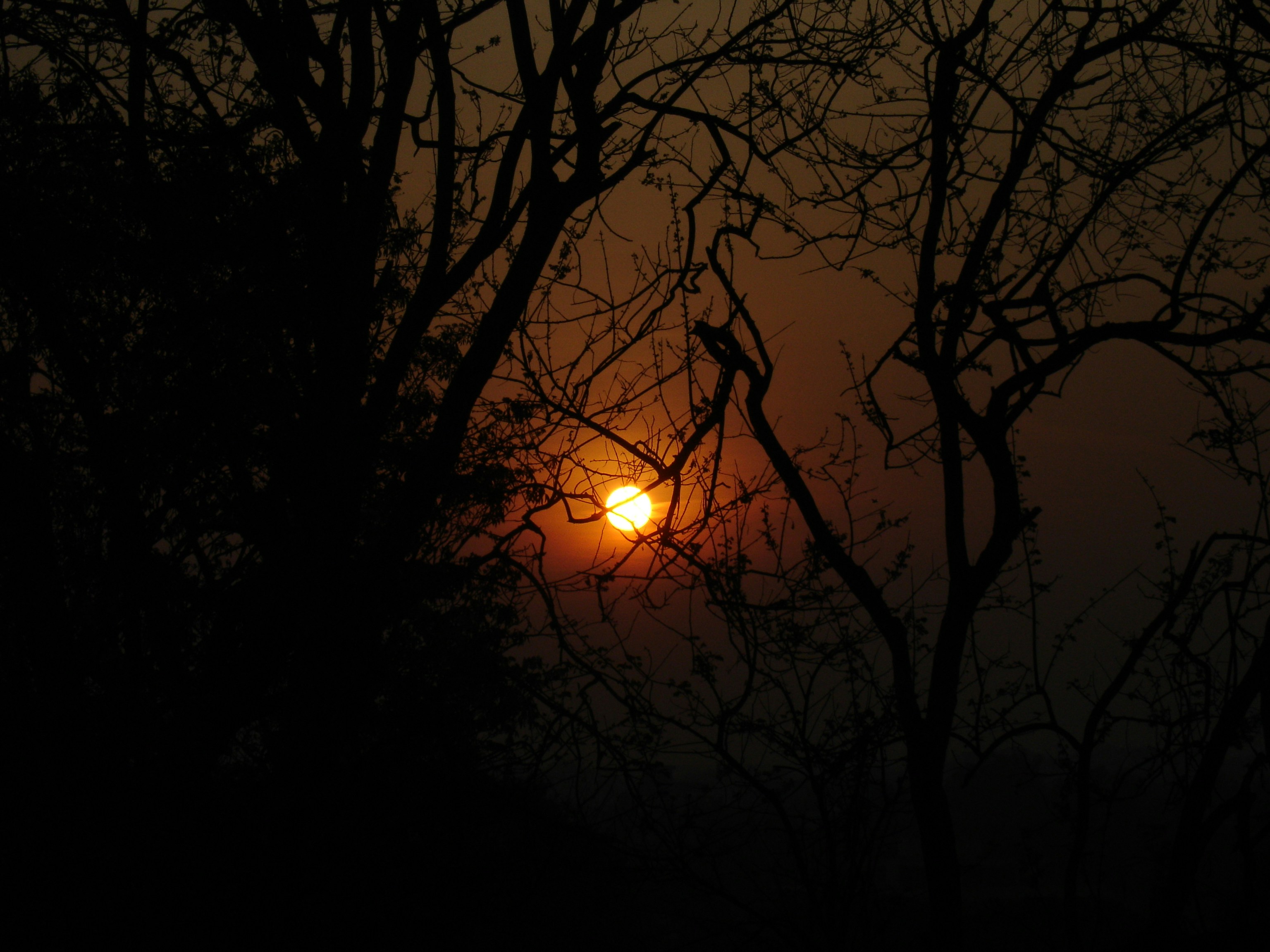 Sunset viewed through silhouetted trees, casting intricate shadows against a warm, fading sky.