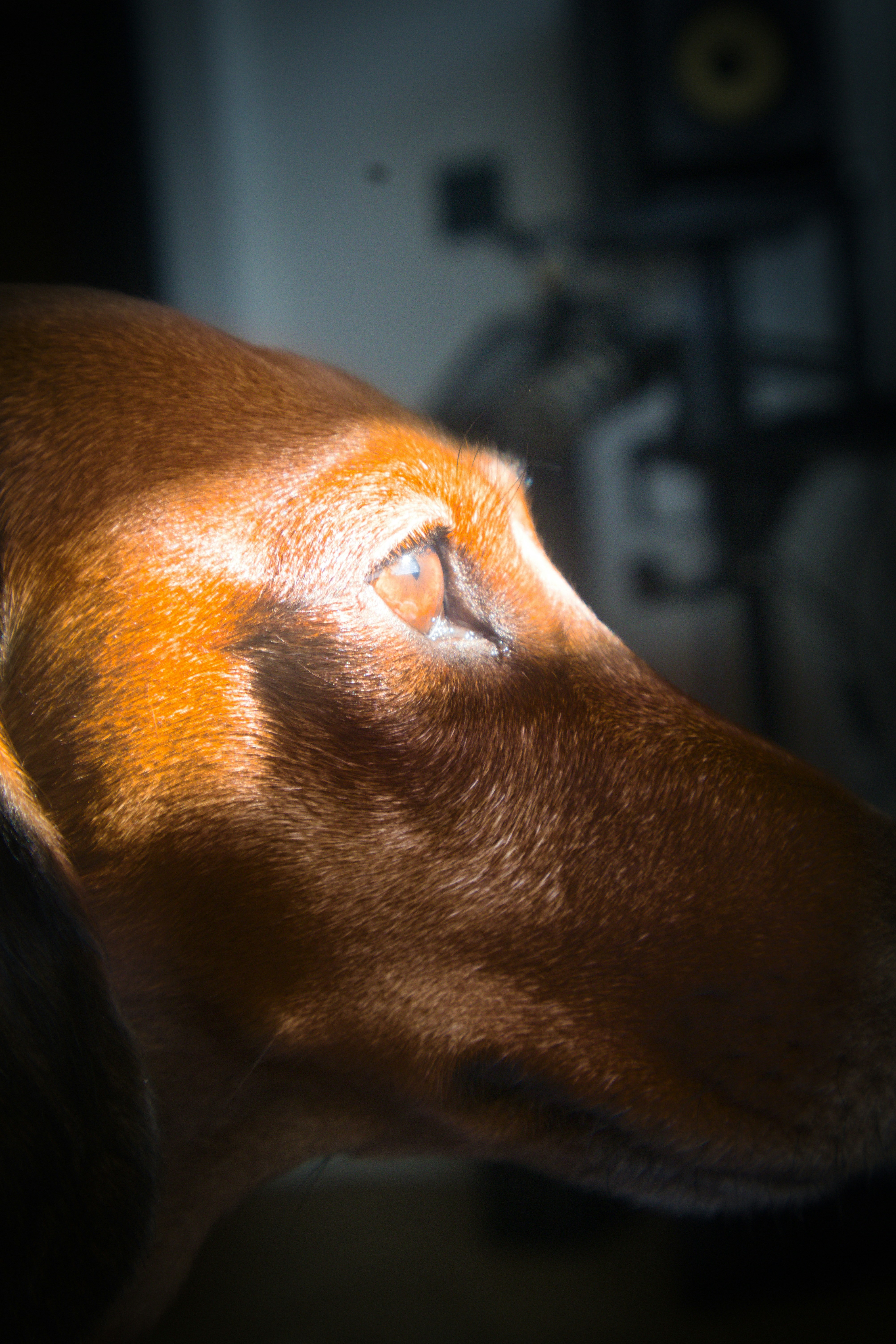 Whispers of Light: A Canine Portrait