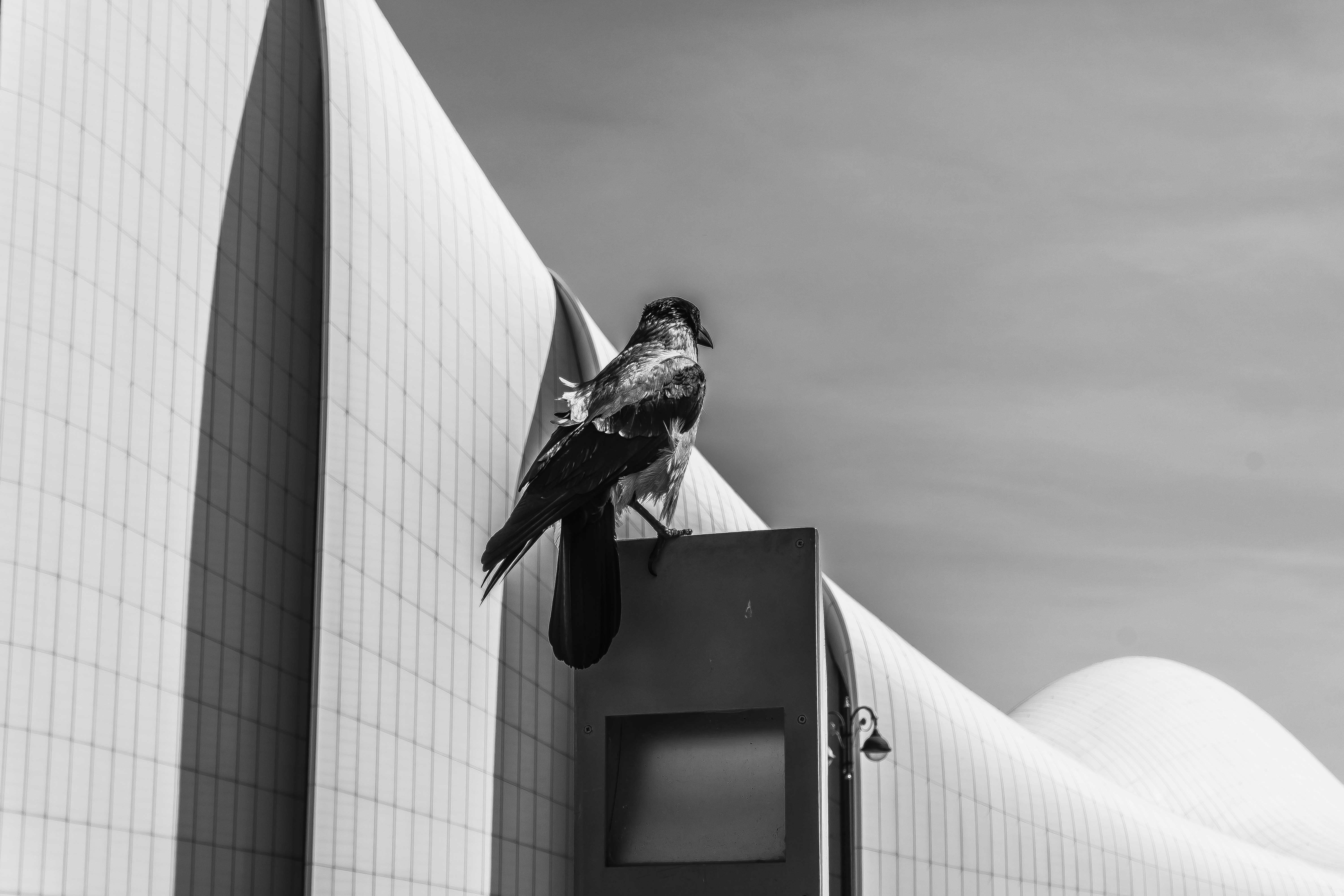 Lone Pigeon on a Pedestal Amid Curved Tile Architecture