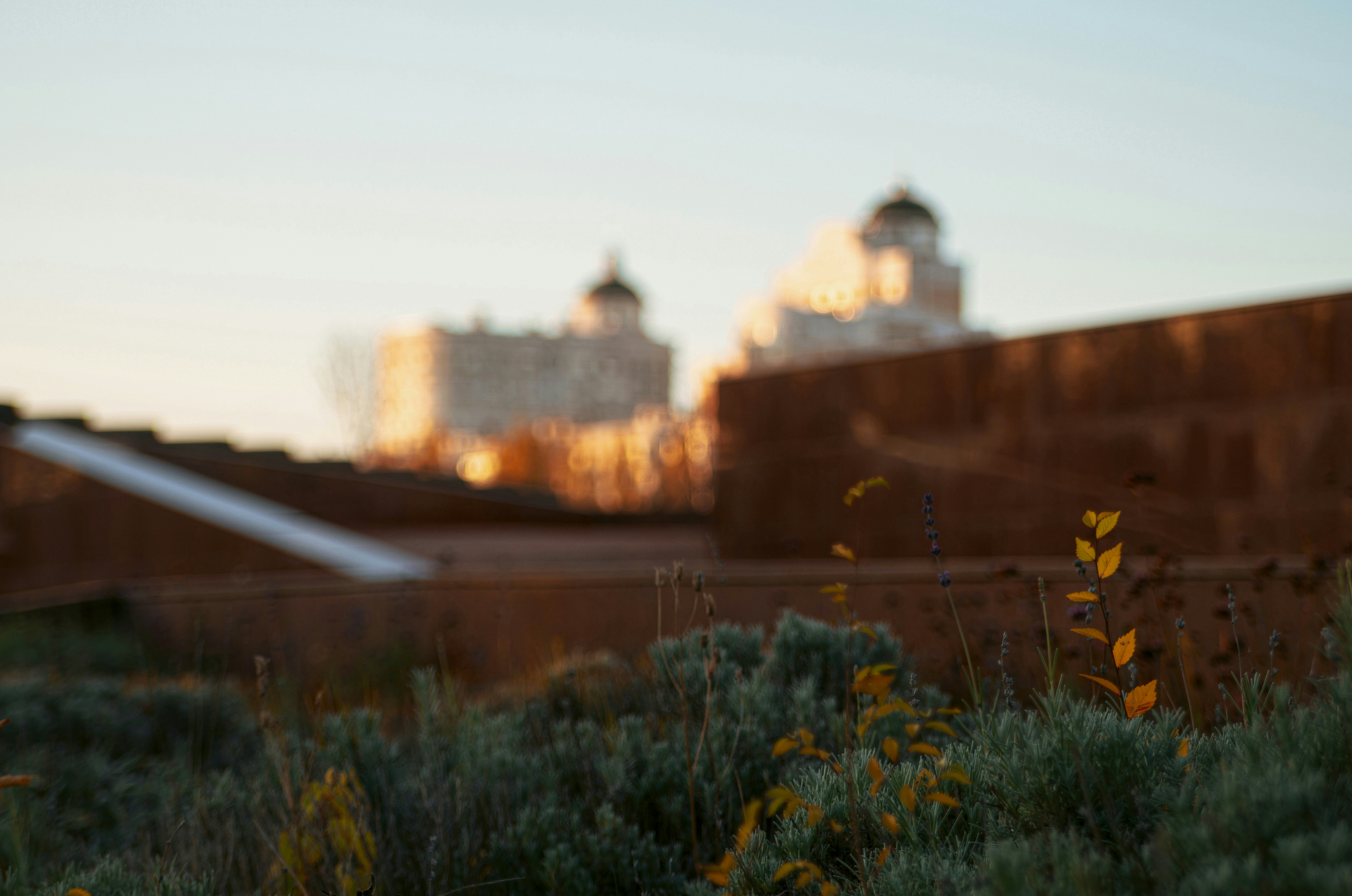 Golden autumn foliage contrasts against blurred urban architecture in the background, highlighting nature's resilience amidst city life.