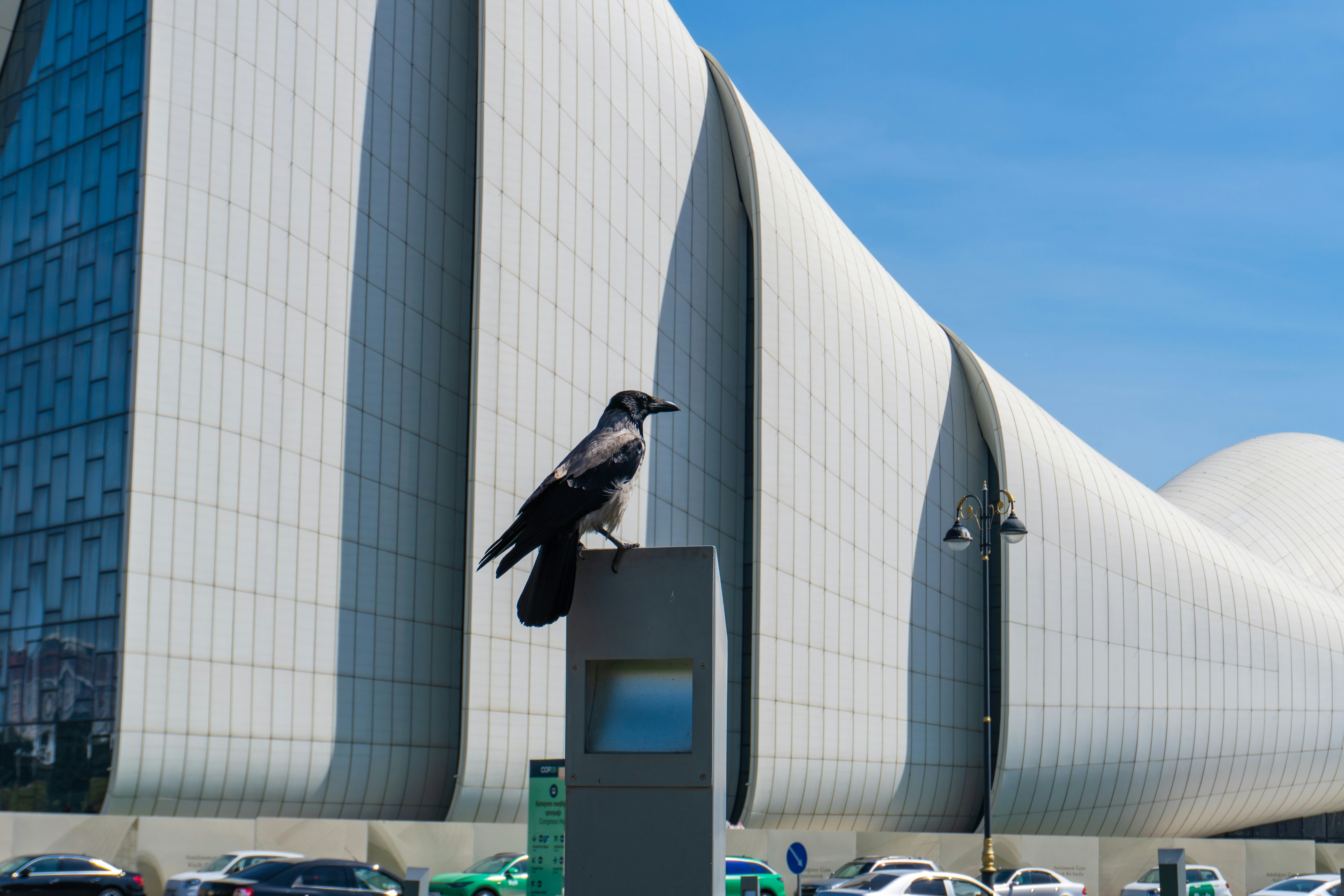 Crow on a Pedestal Amid Titanium Curves: A Quiet Moment by the Modern Arc