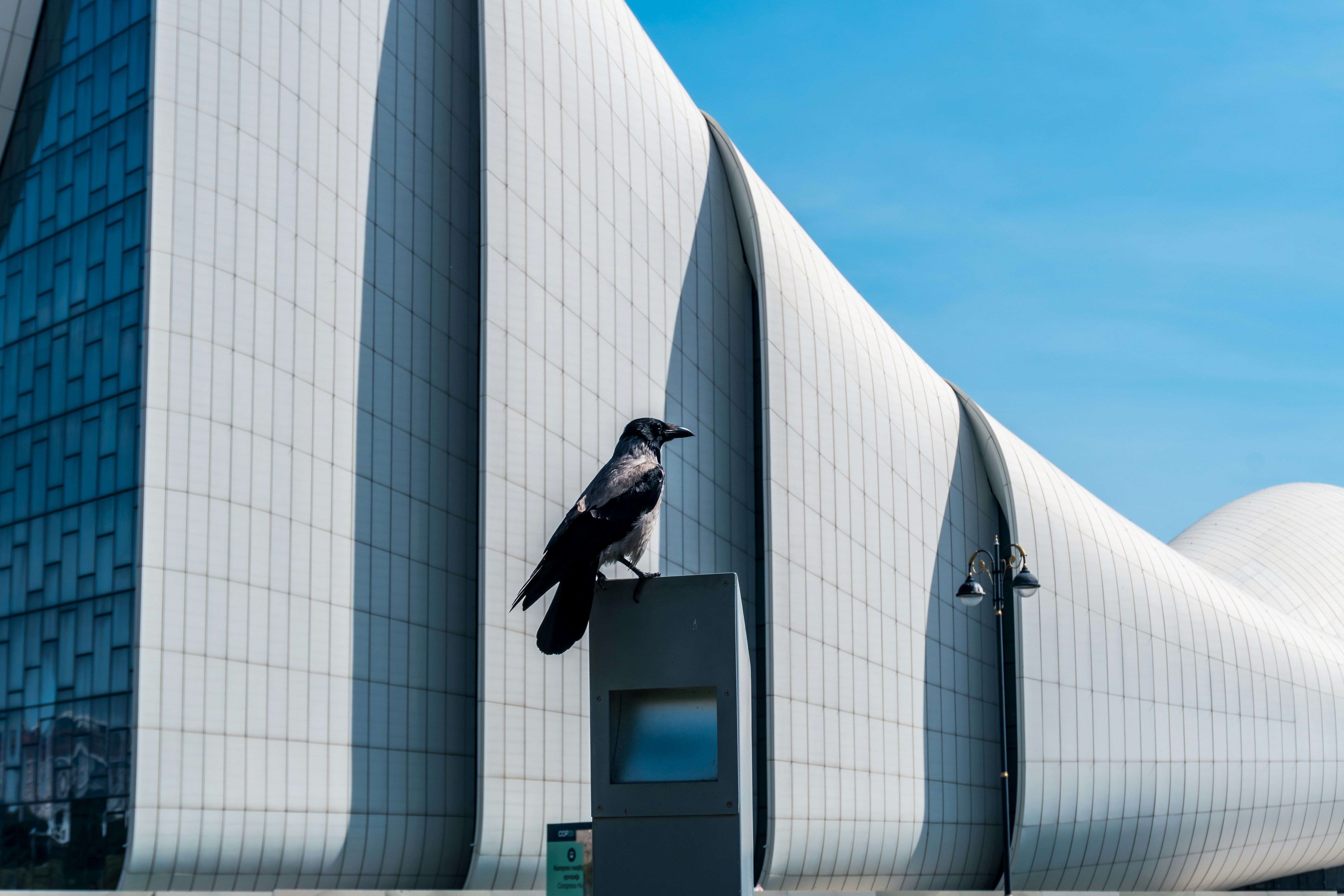 Urban Elegance: A Crow's Perch