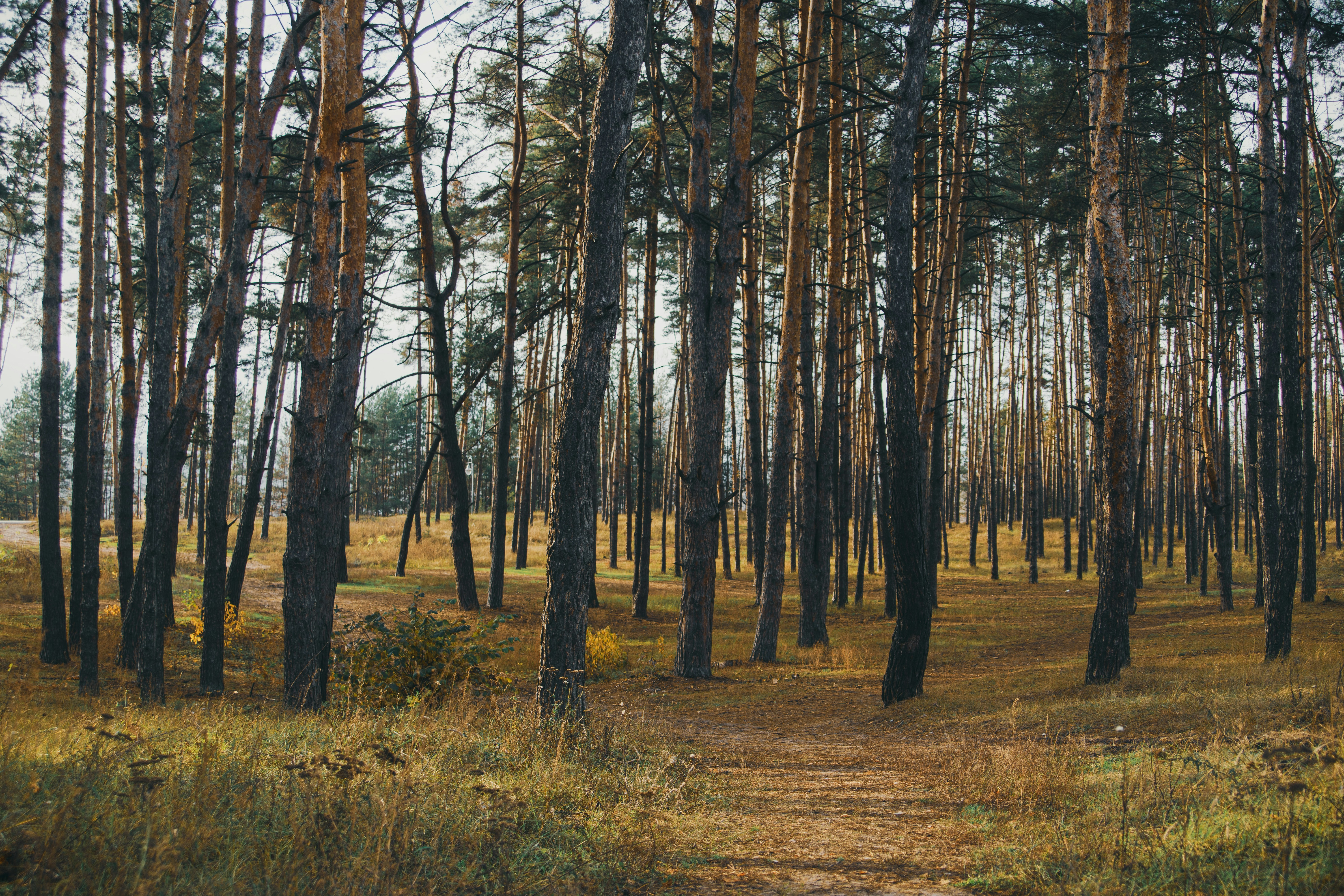 Path winding through a serene pine forest, with tall trees casting gentle shadows on the golden underbrush.