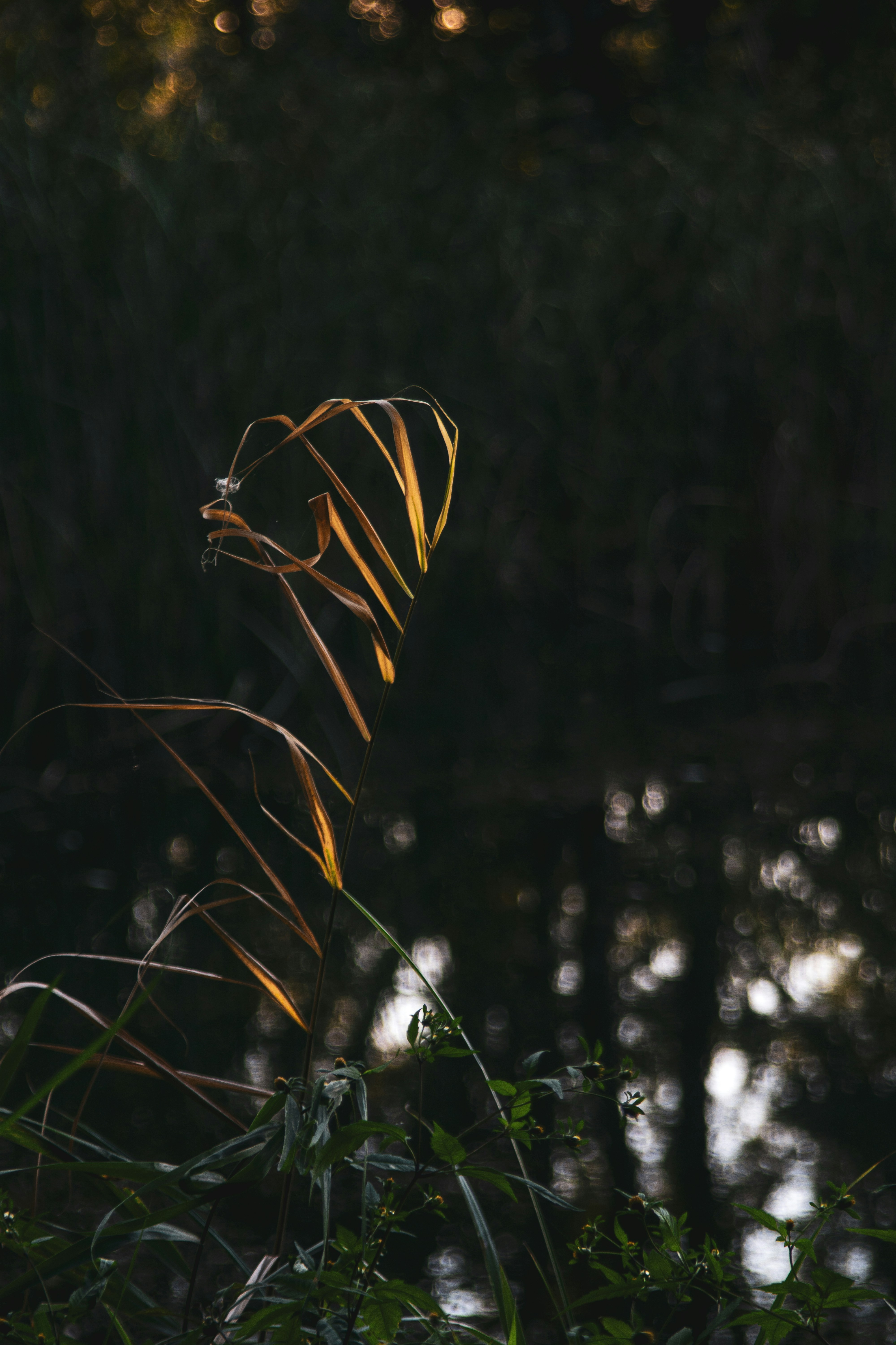 A slender leaf illuminated by soft evening light, standing against a blurred backdrop of water and foliage.