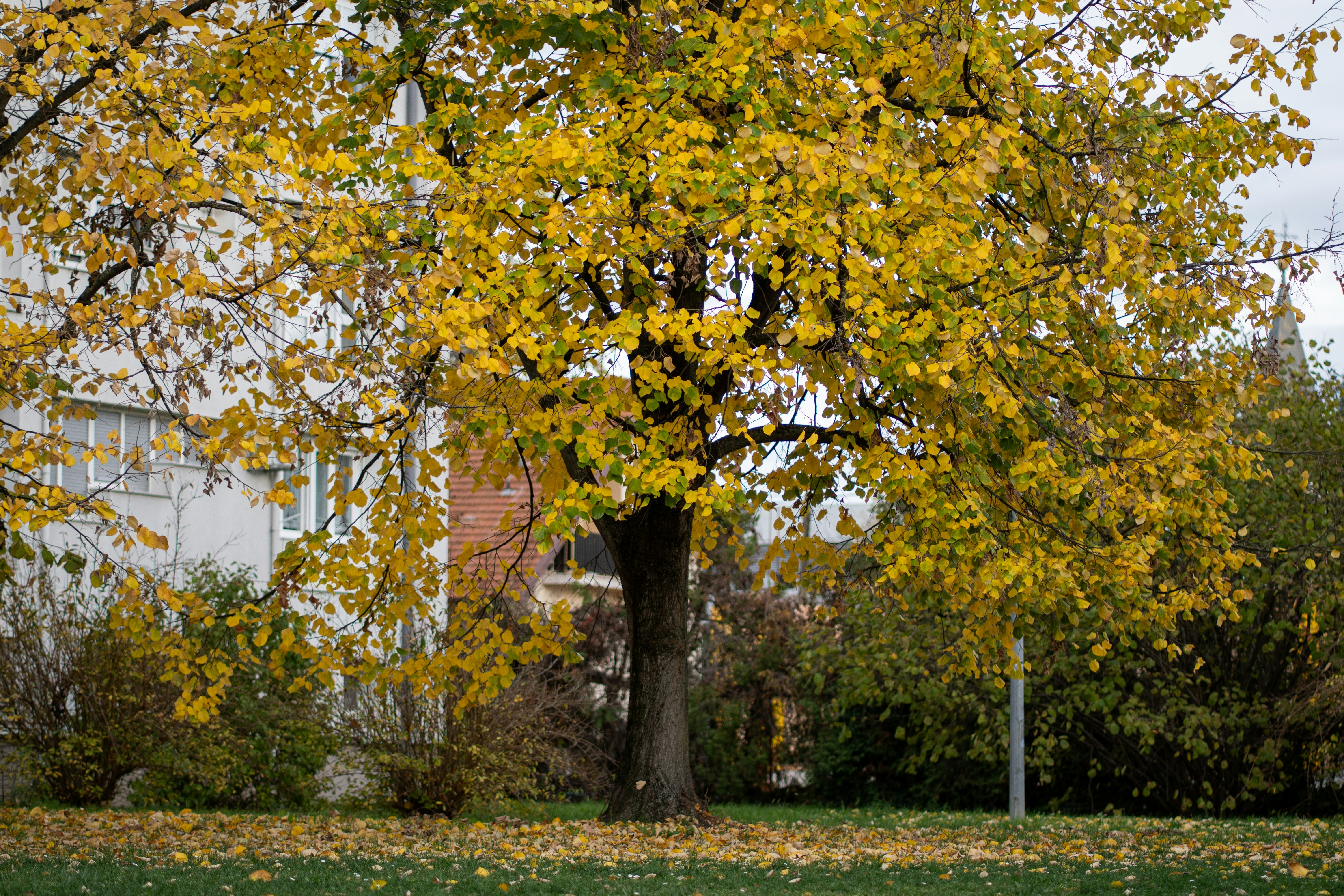 Kat von Wood (@kat_von_wood) | Communauté photos Unsplash