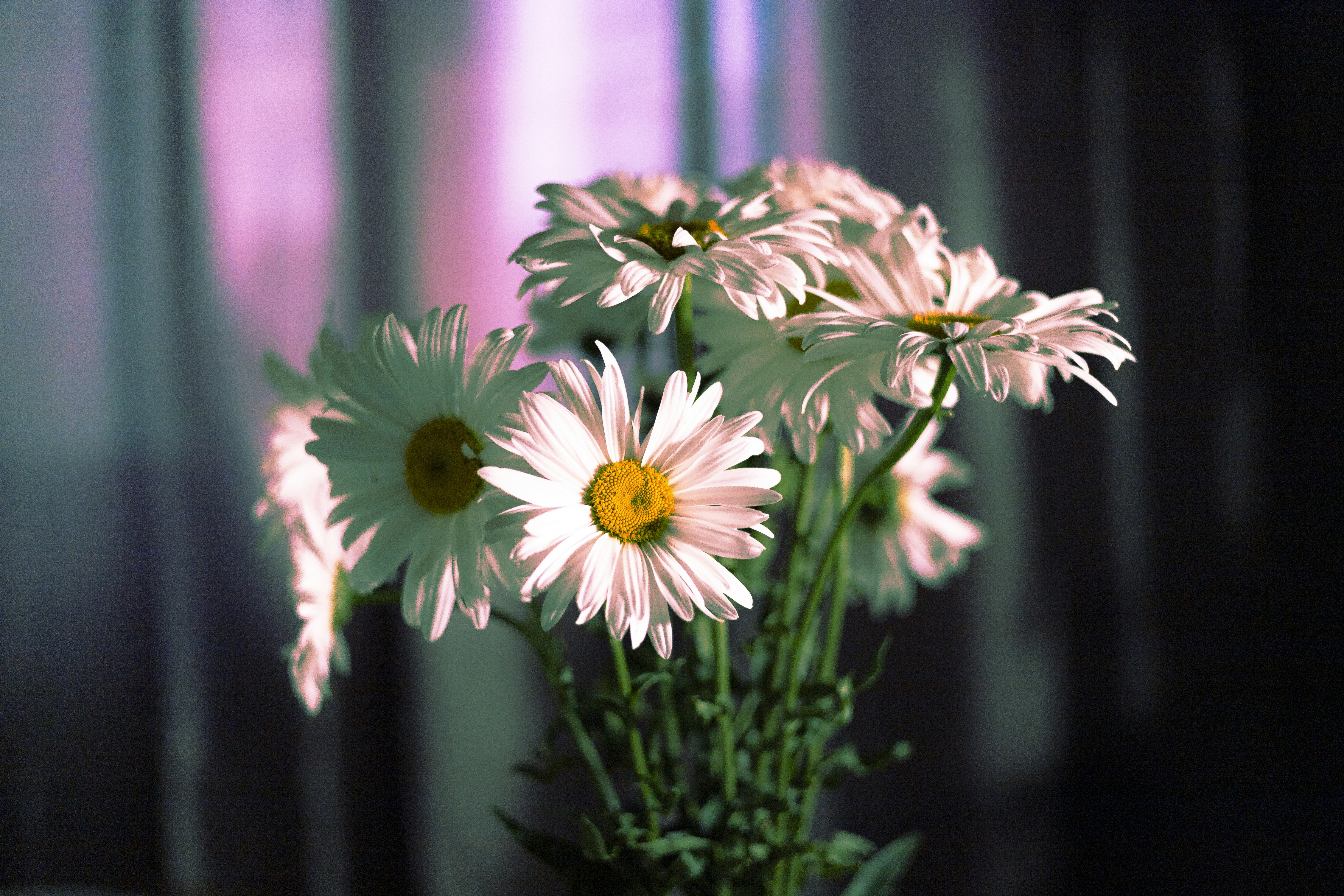 Whispers of Spring: A Floral Embrace