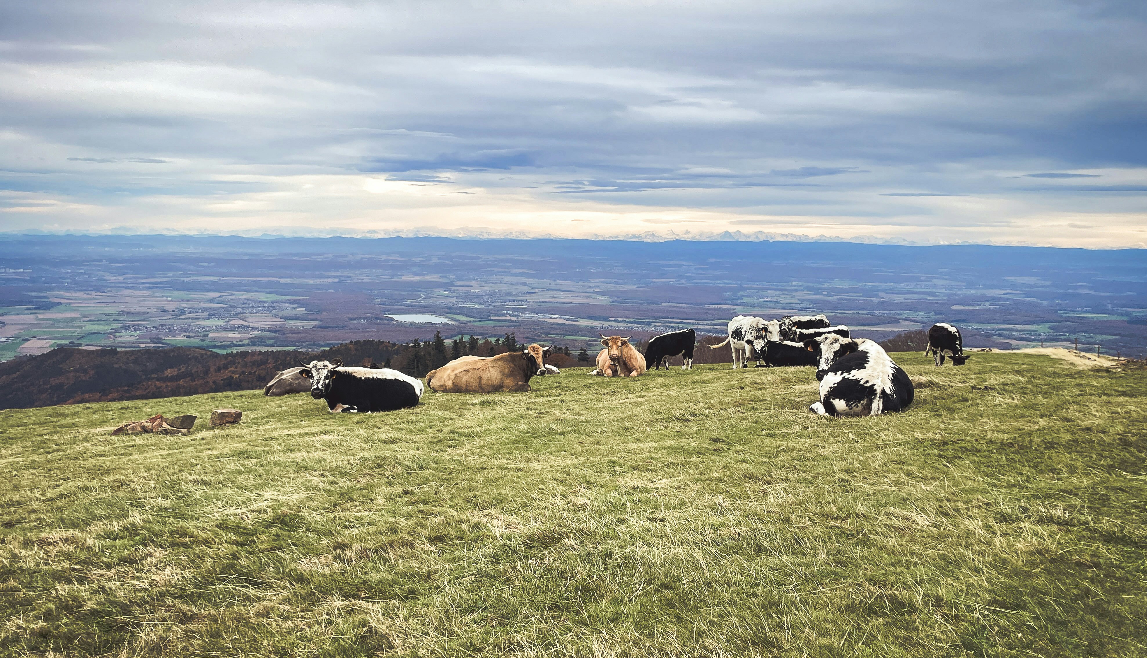 Hillside Herd at the Distant Ridge