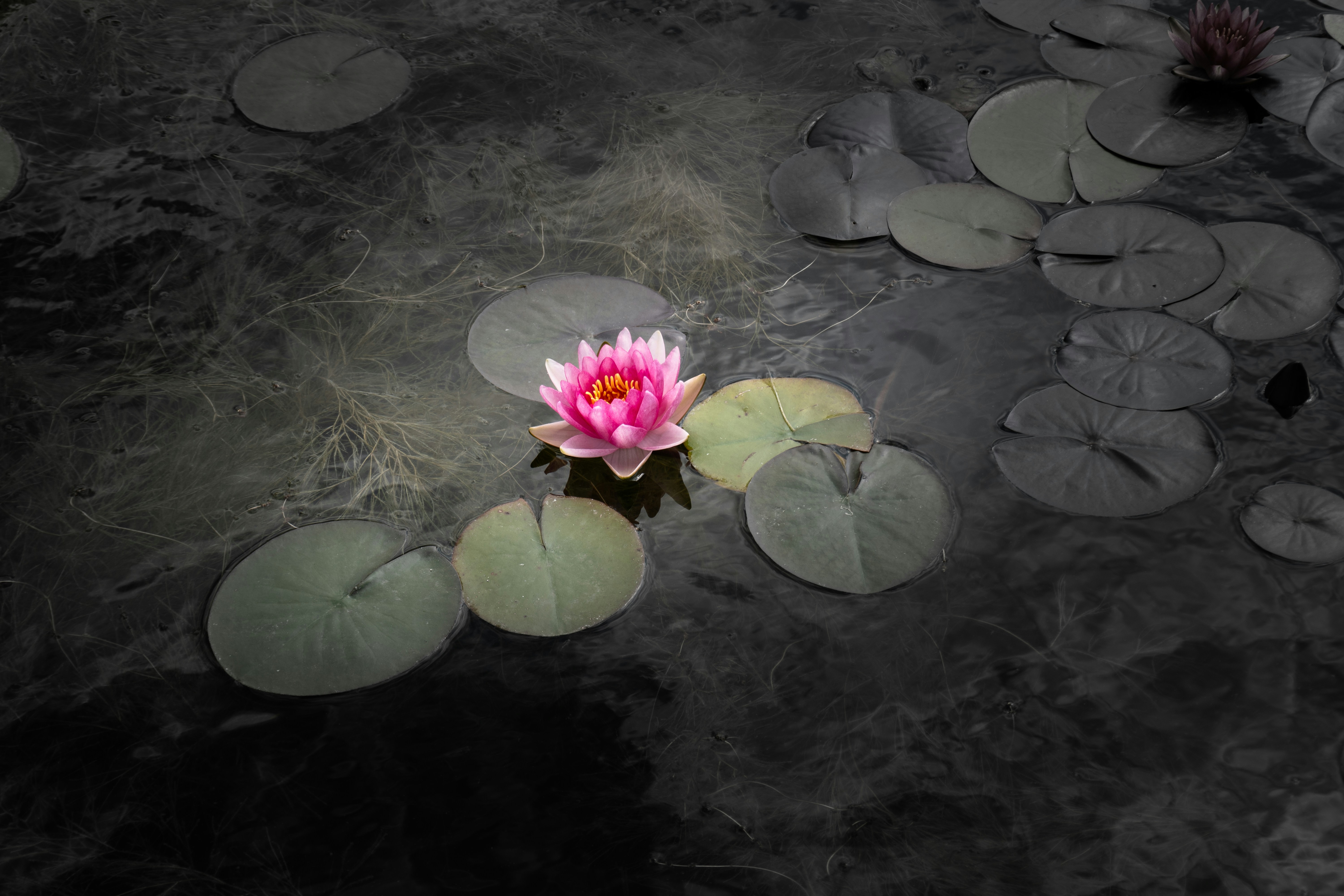 Photo by Zulfugar Karimov with Sony Alpha 6400