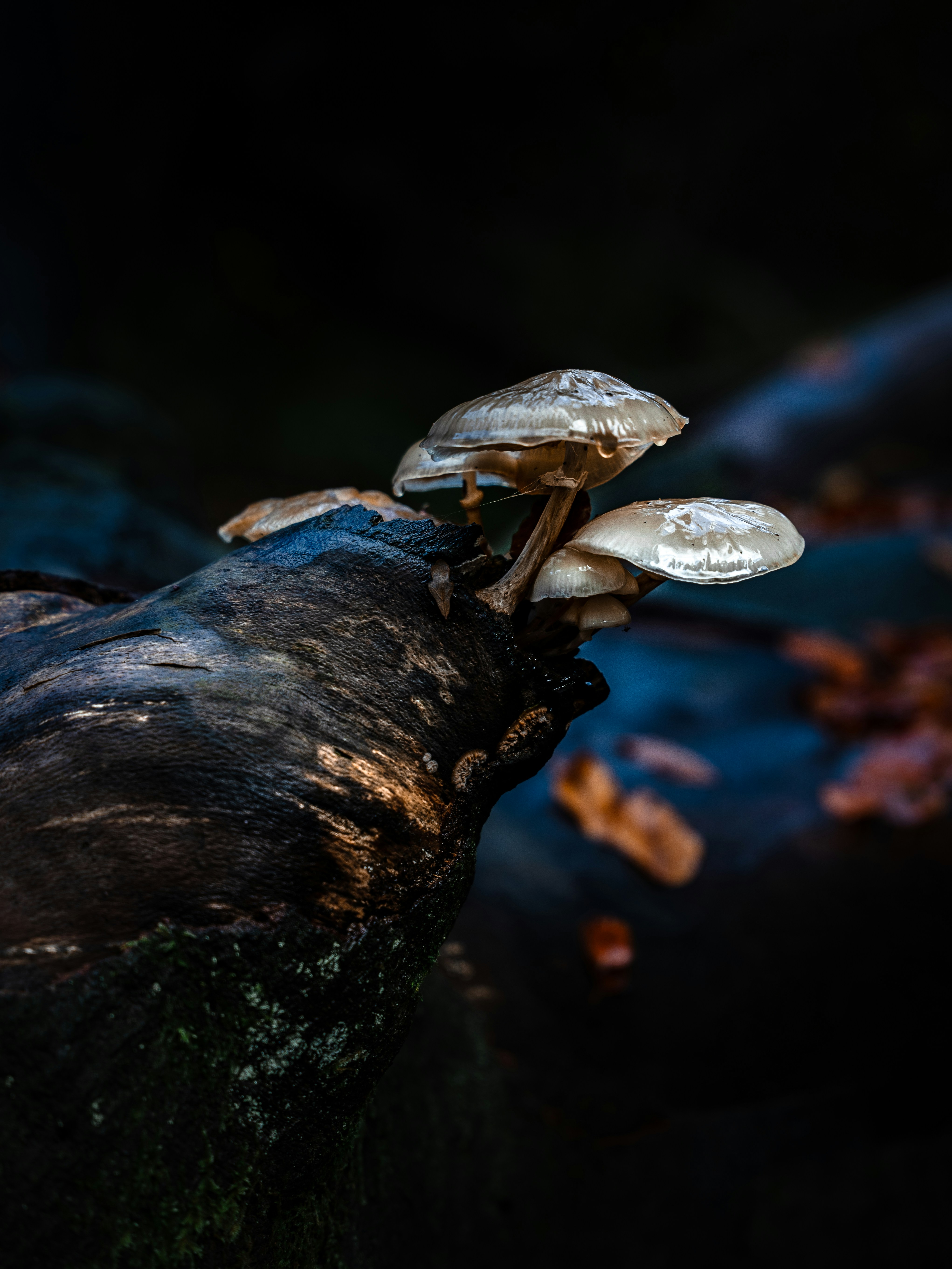 Mushroom Chorus on a Charred Log in Velvet Twilight