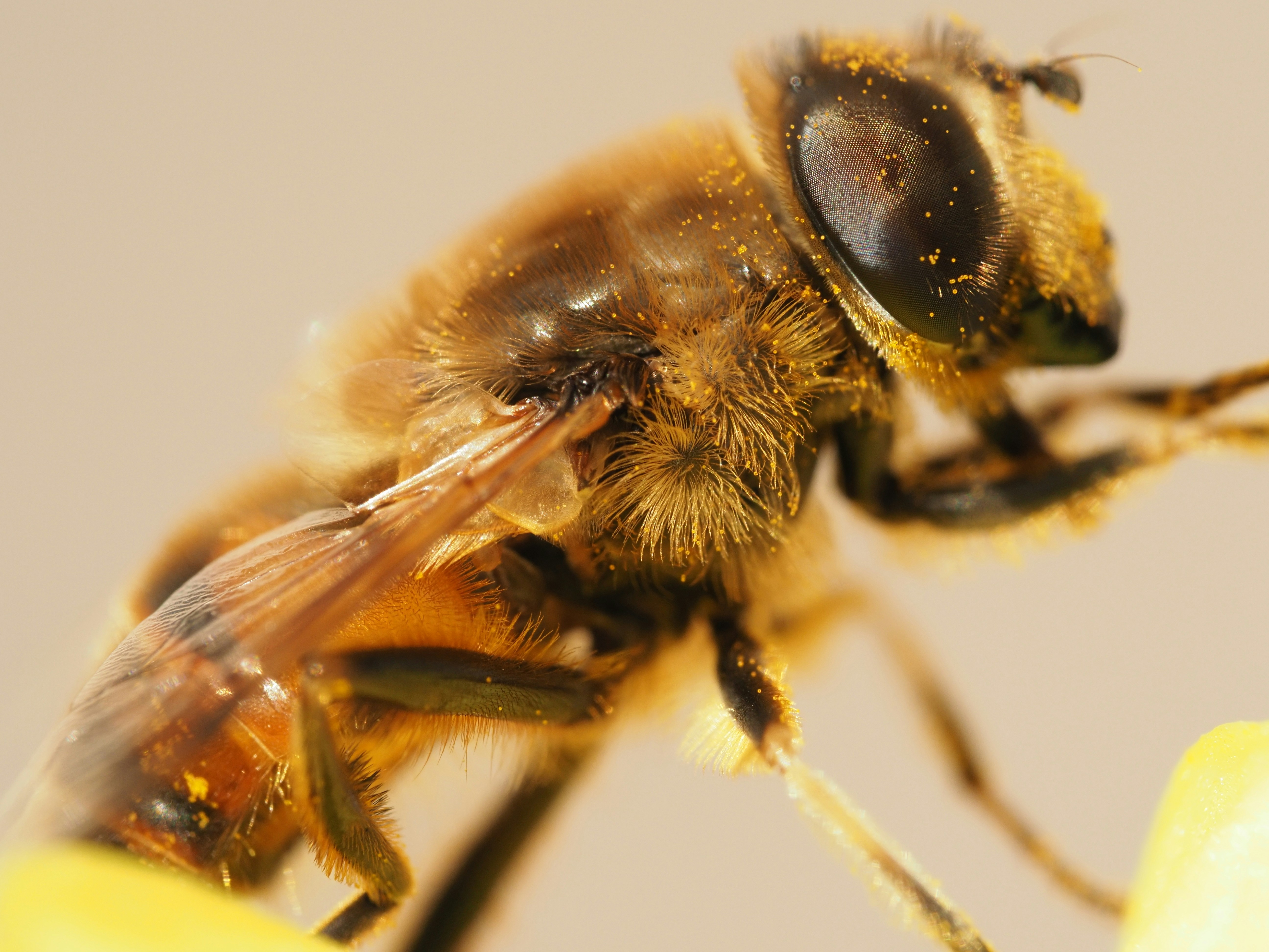 Amber Gaze: Close-Up of a Golden Honeybee