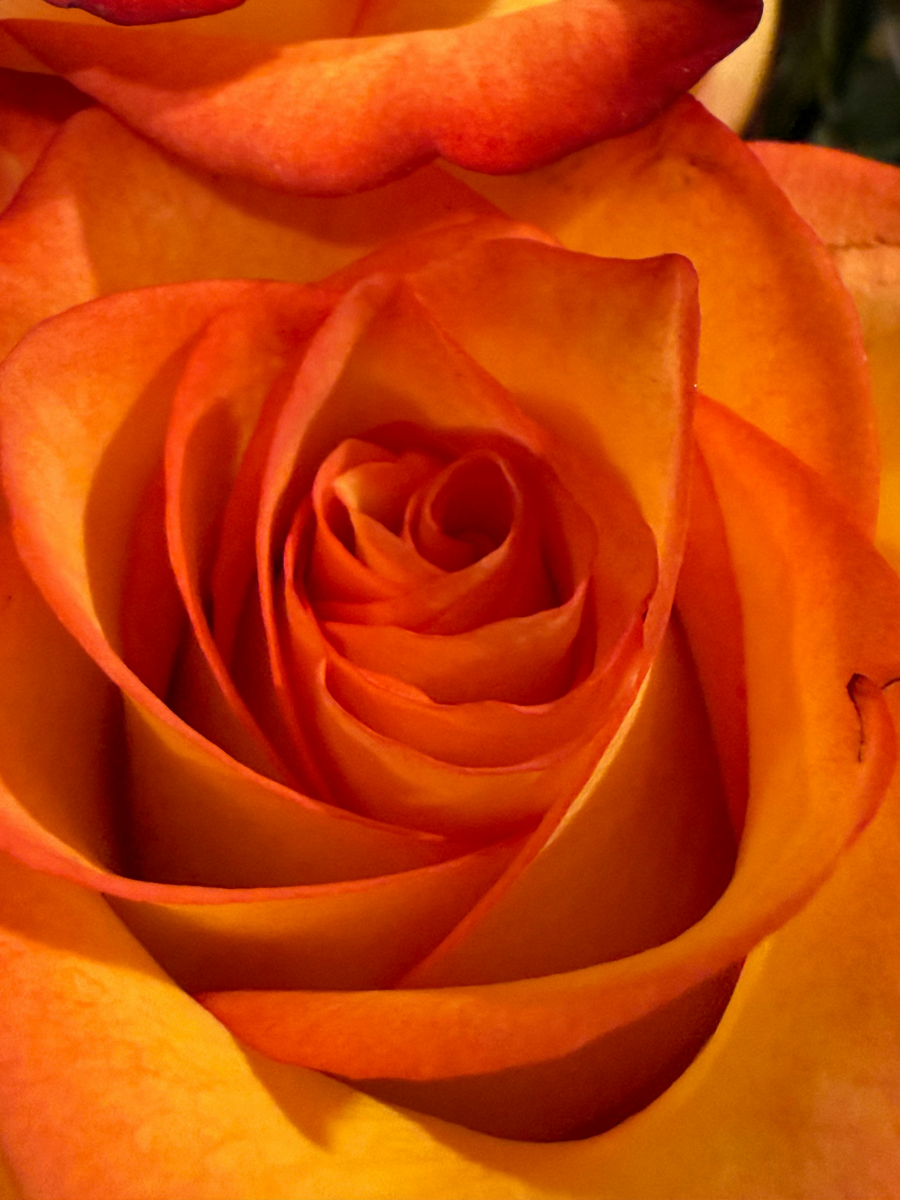 Orange rose