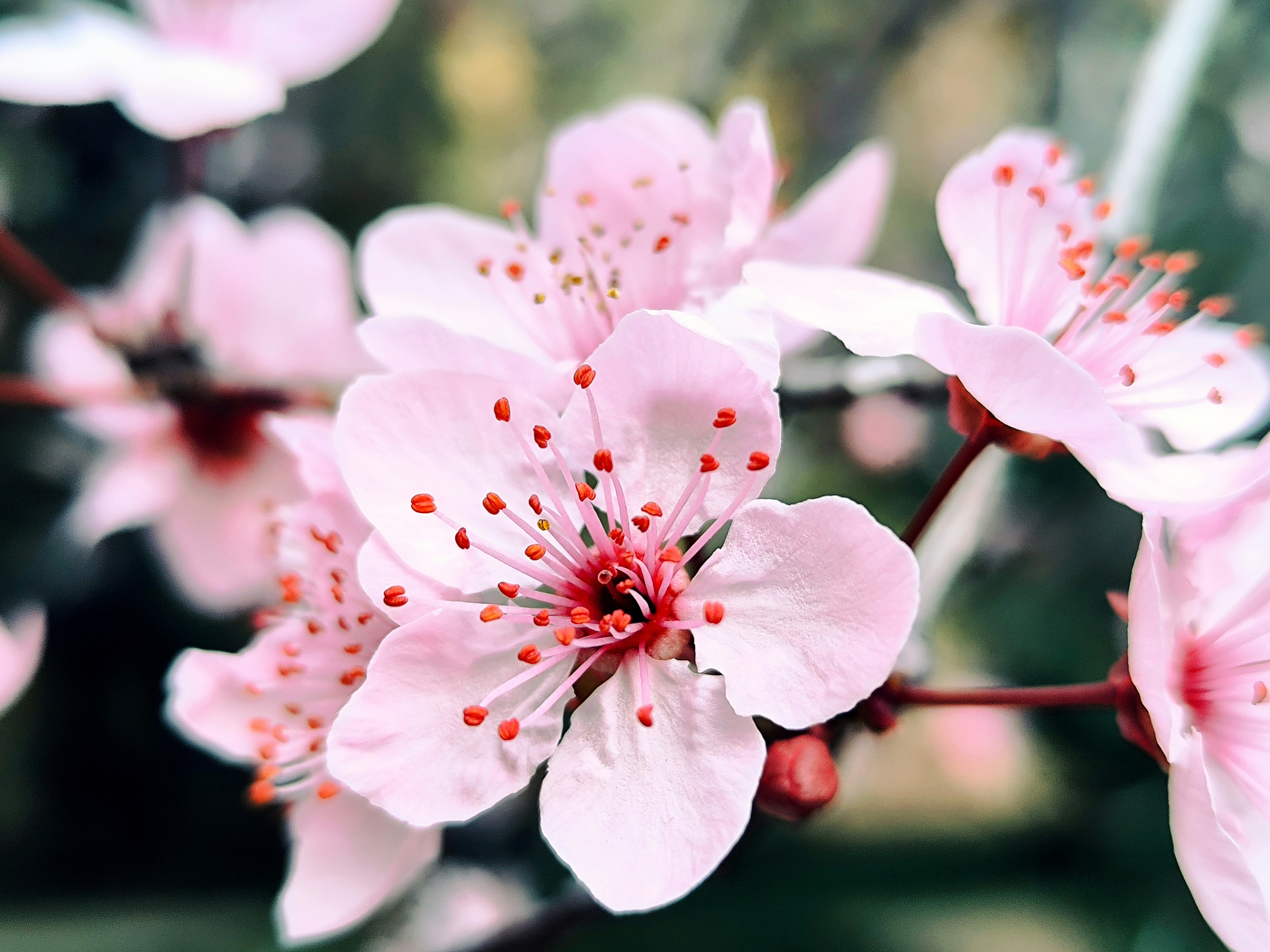 Soft pink petals captured in full bloom, revealing the gentle details of spring’s beauty.
