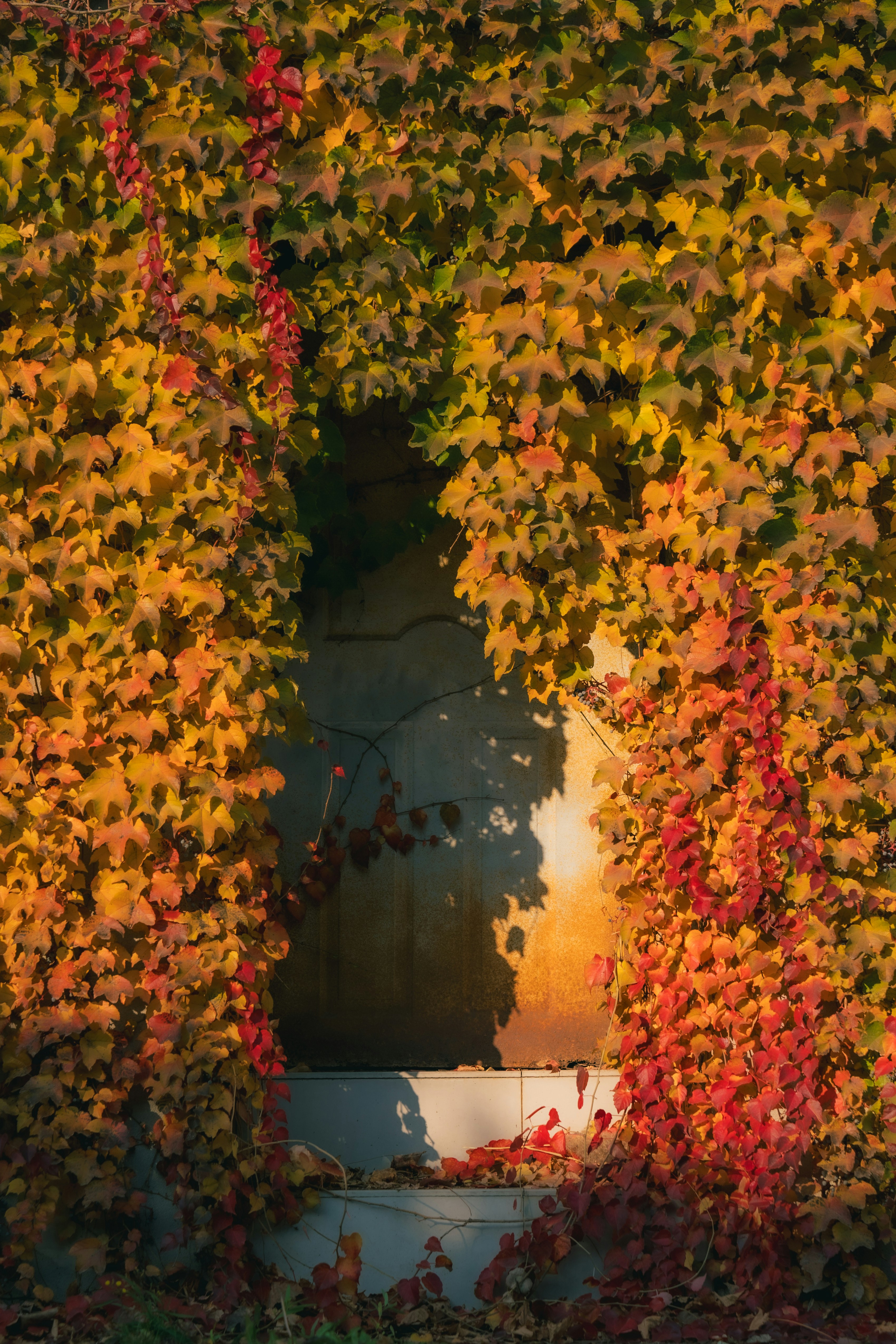 Hidden Doorway Wrapped in an Autumn Ivy Curtain