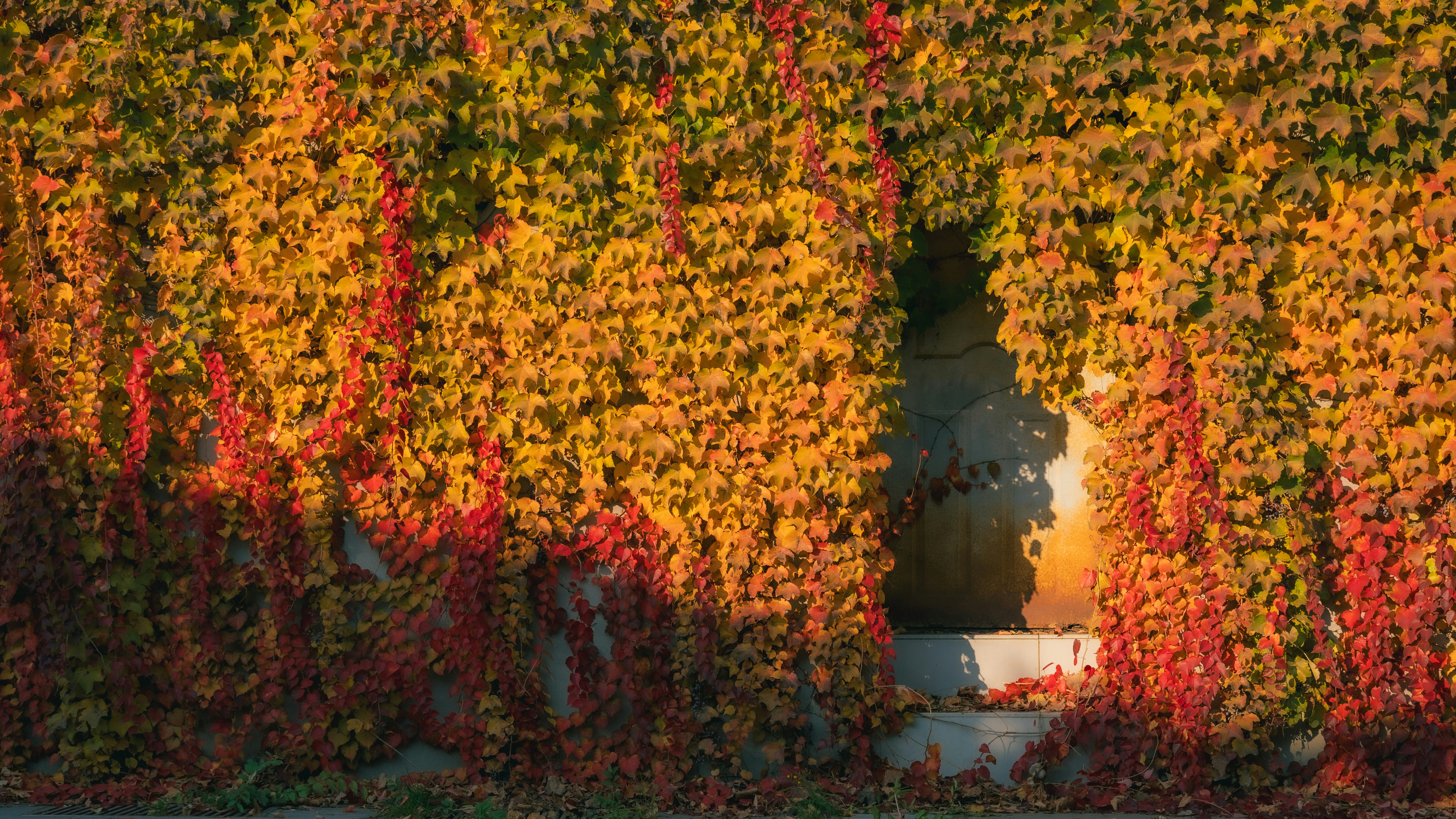 Ivy Curtain Portal: Autumn Light Framing a Hidden Doorway