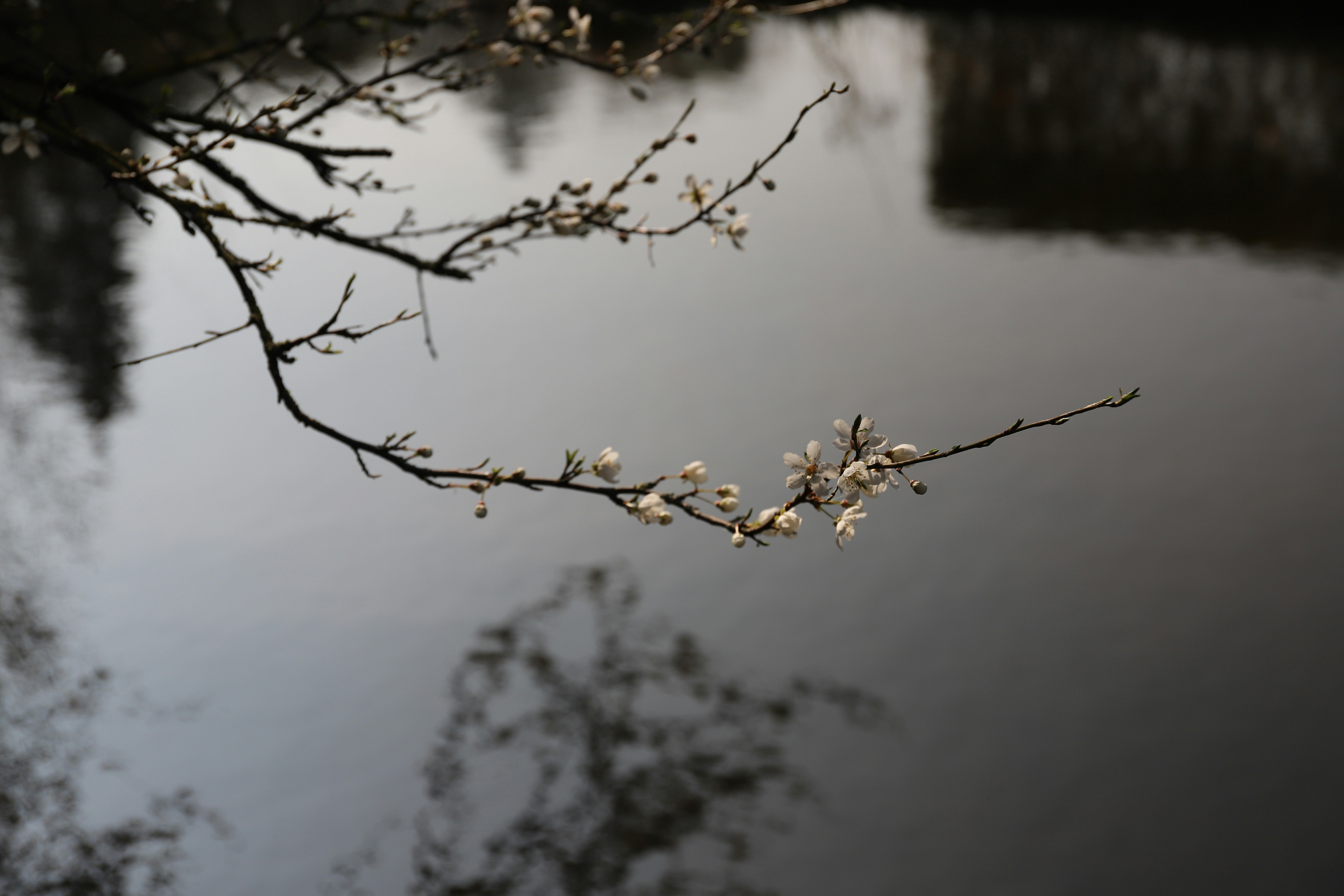 Delicate white blossoms on a tree branch over water photo – Free Spring ...