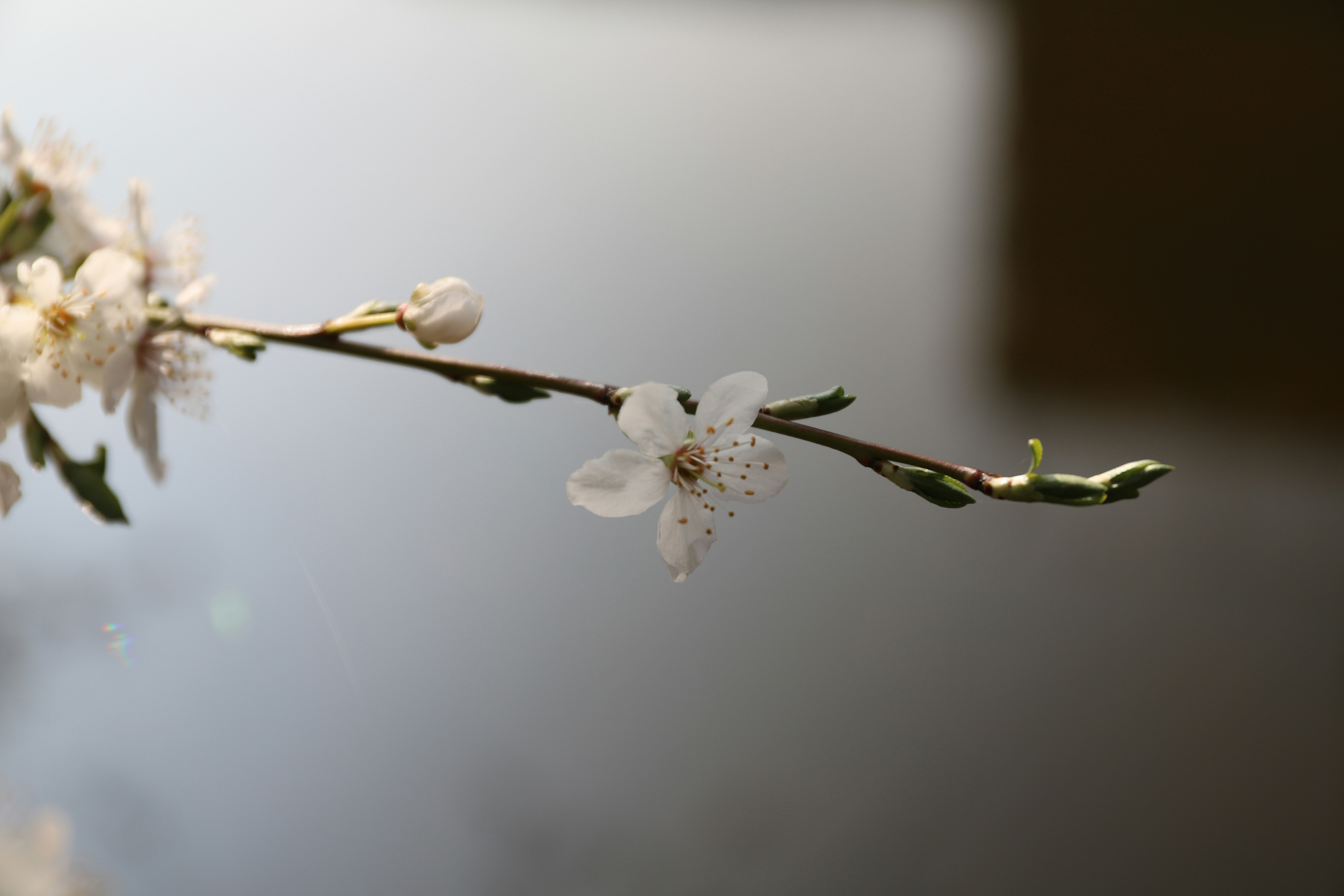 A Petaled Moment: Spring's Quiet Focus on a Lone Blossom