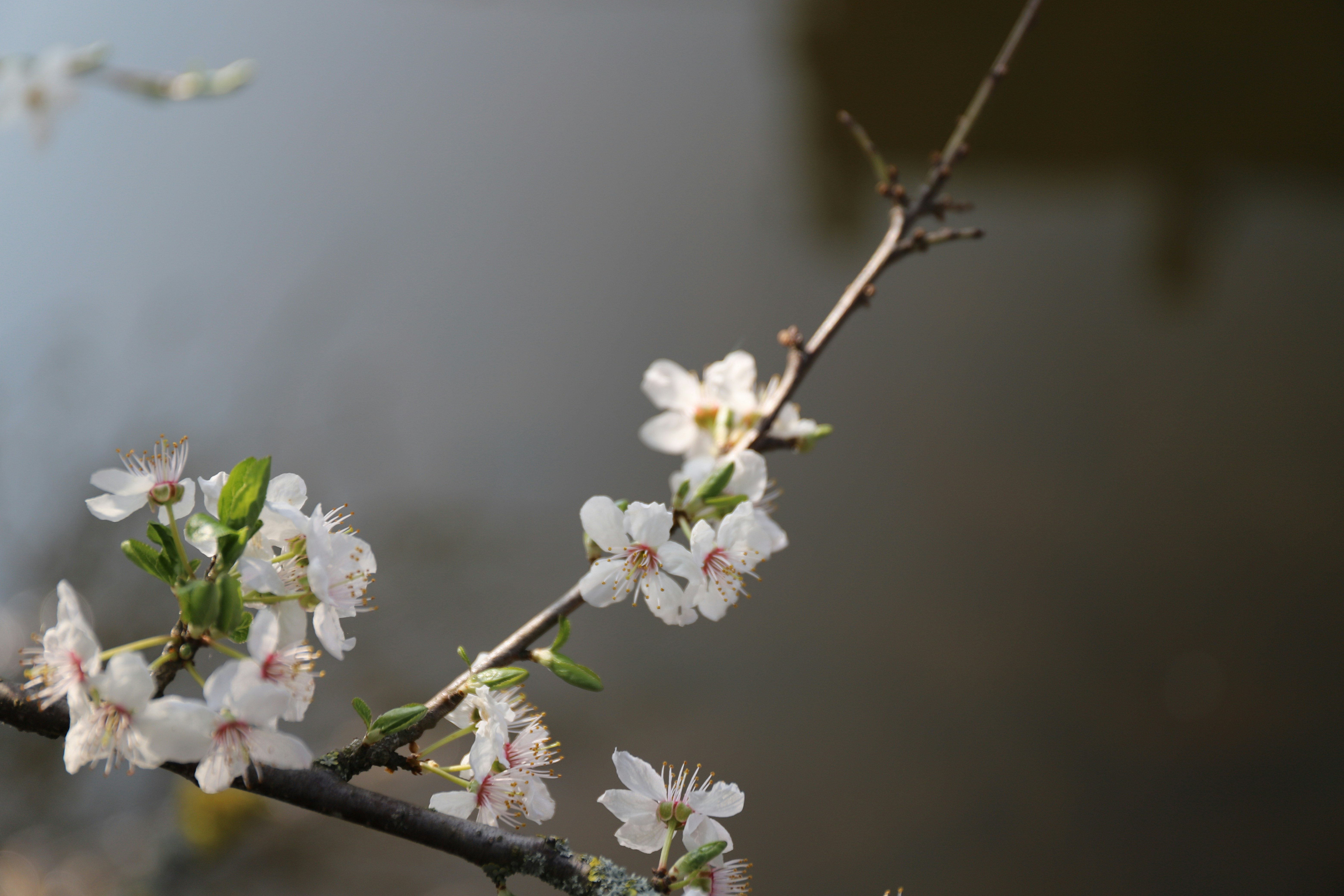 Spring's First Whispers: Delicate Blossoms on a Quiet Branch