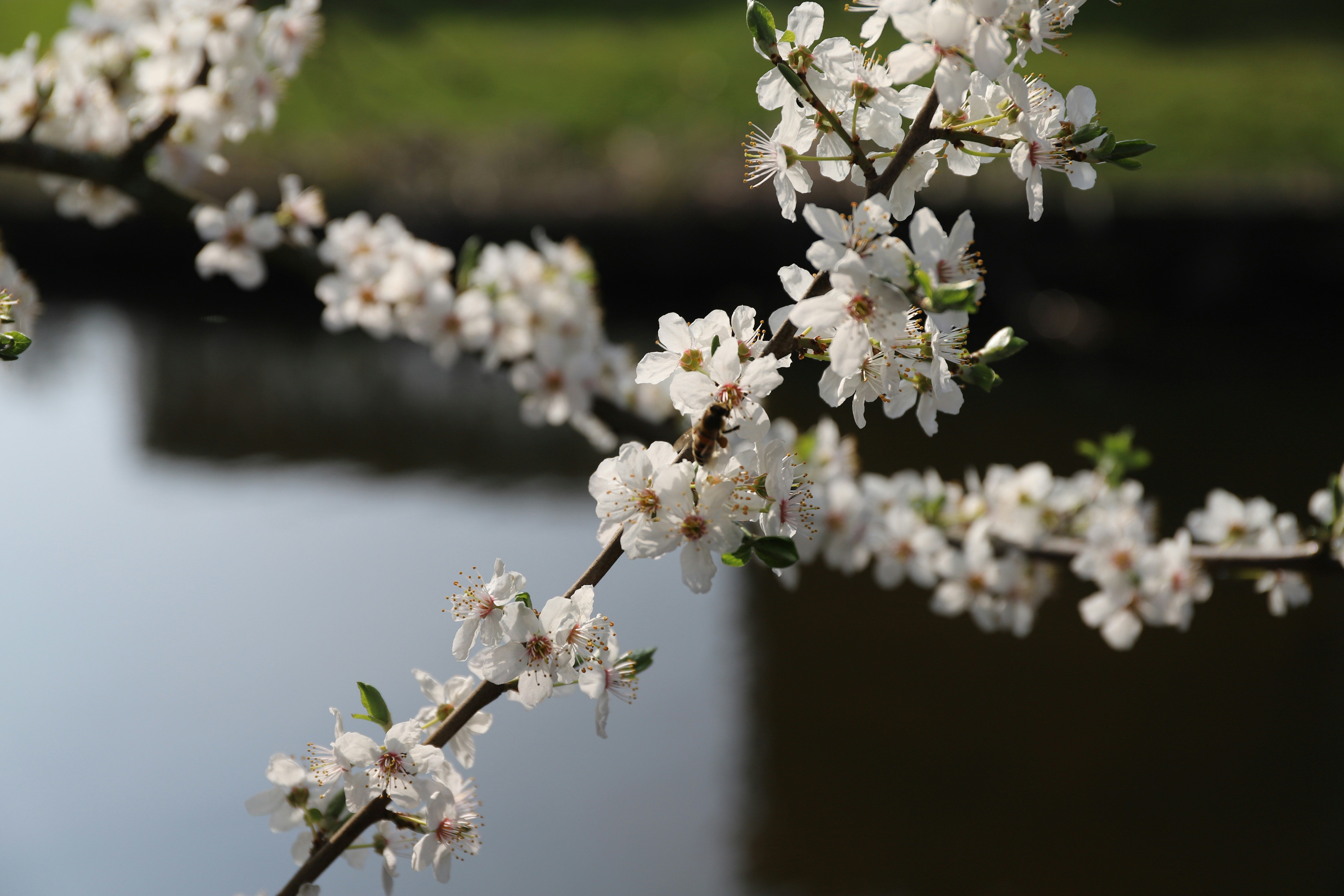 Whispers of Spring: White Cherry Blossoms Arcing Over a Quiet Canal