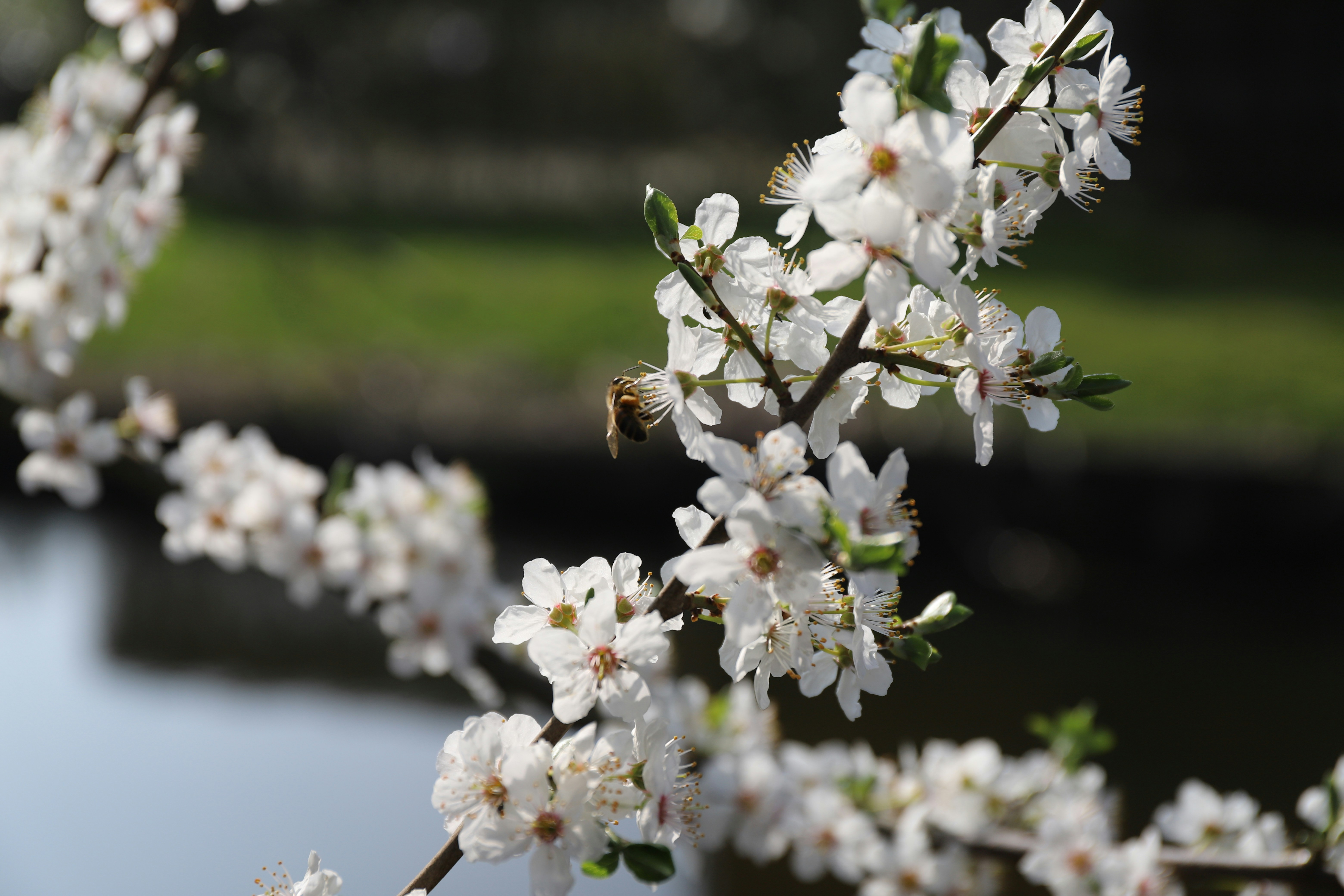 Bee on a White Cherry Blossom Arc by a Quiet River