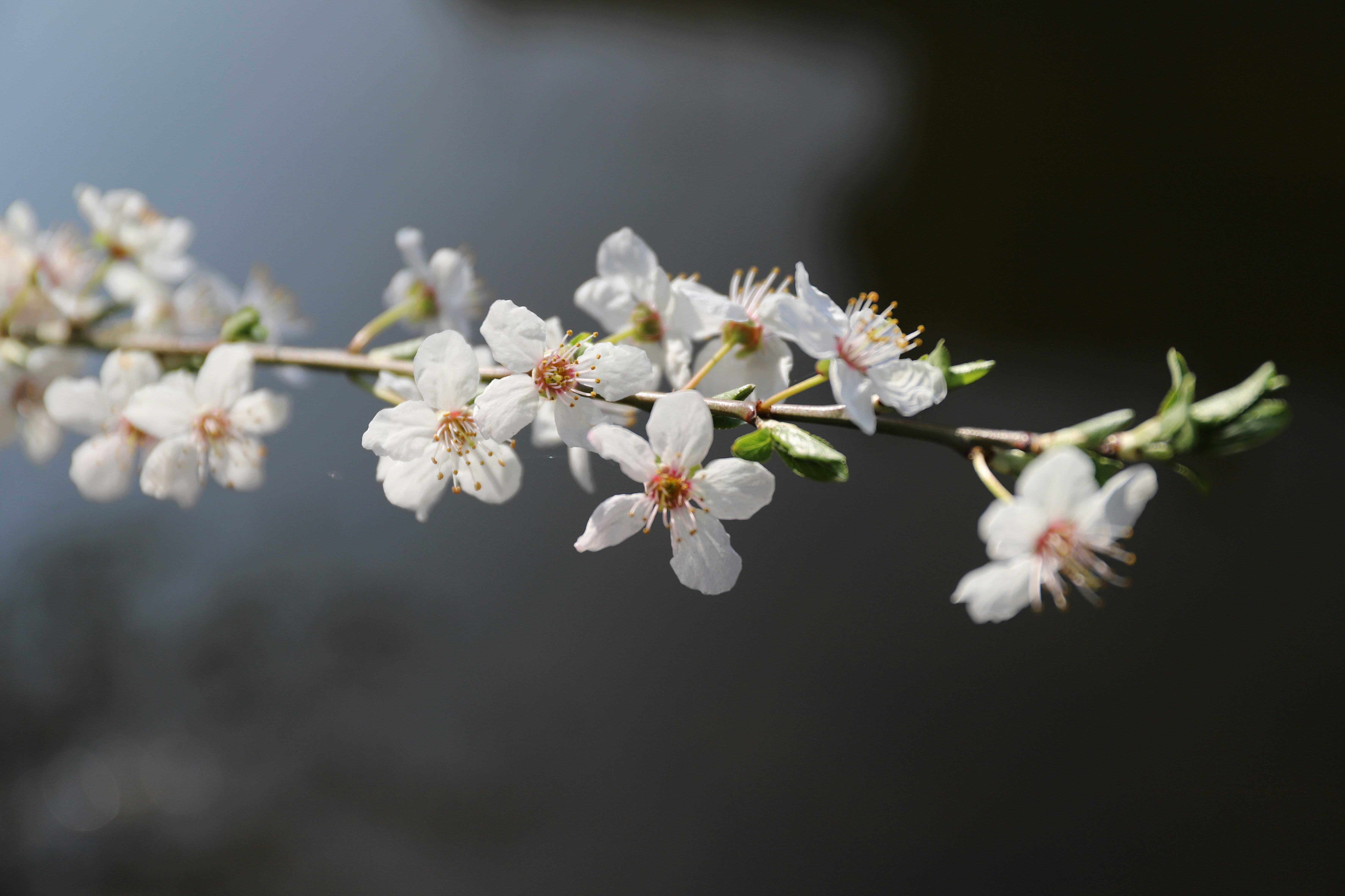 Photo by junyun zhou with Canon EOS 6D Mark II