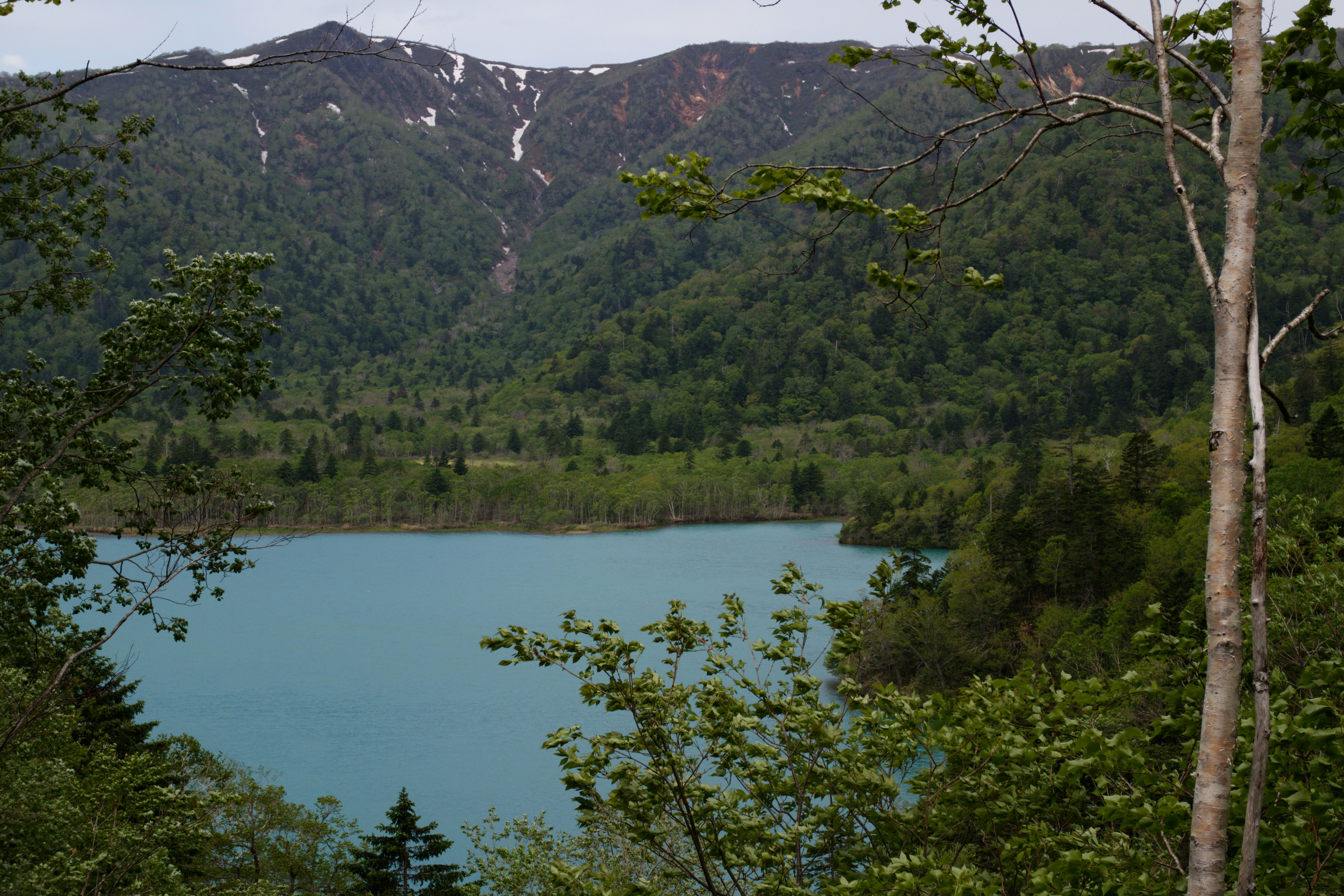 Teal Basin Beneath Pine-Crest Alpine Mountains