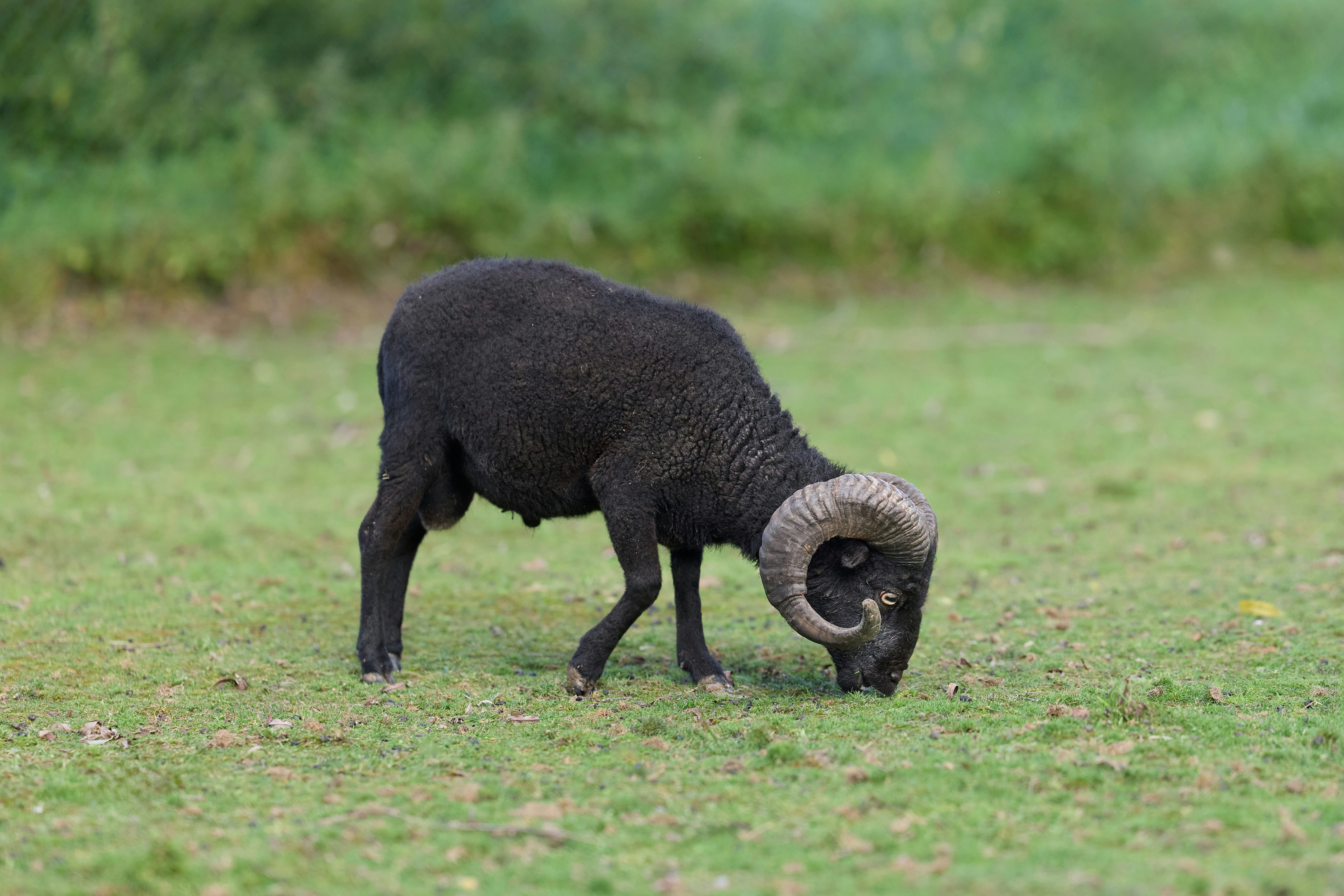 A powerful black ouessant ram with impressive curved horns grazes peacefully in a green pasture. Its dark wool stands out against the vibrant grass, showcasing its rugged beauty.
